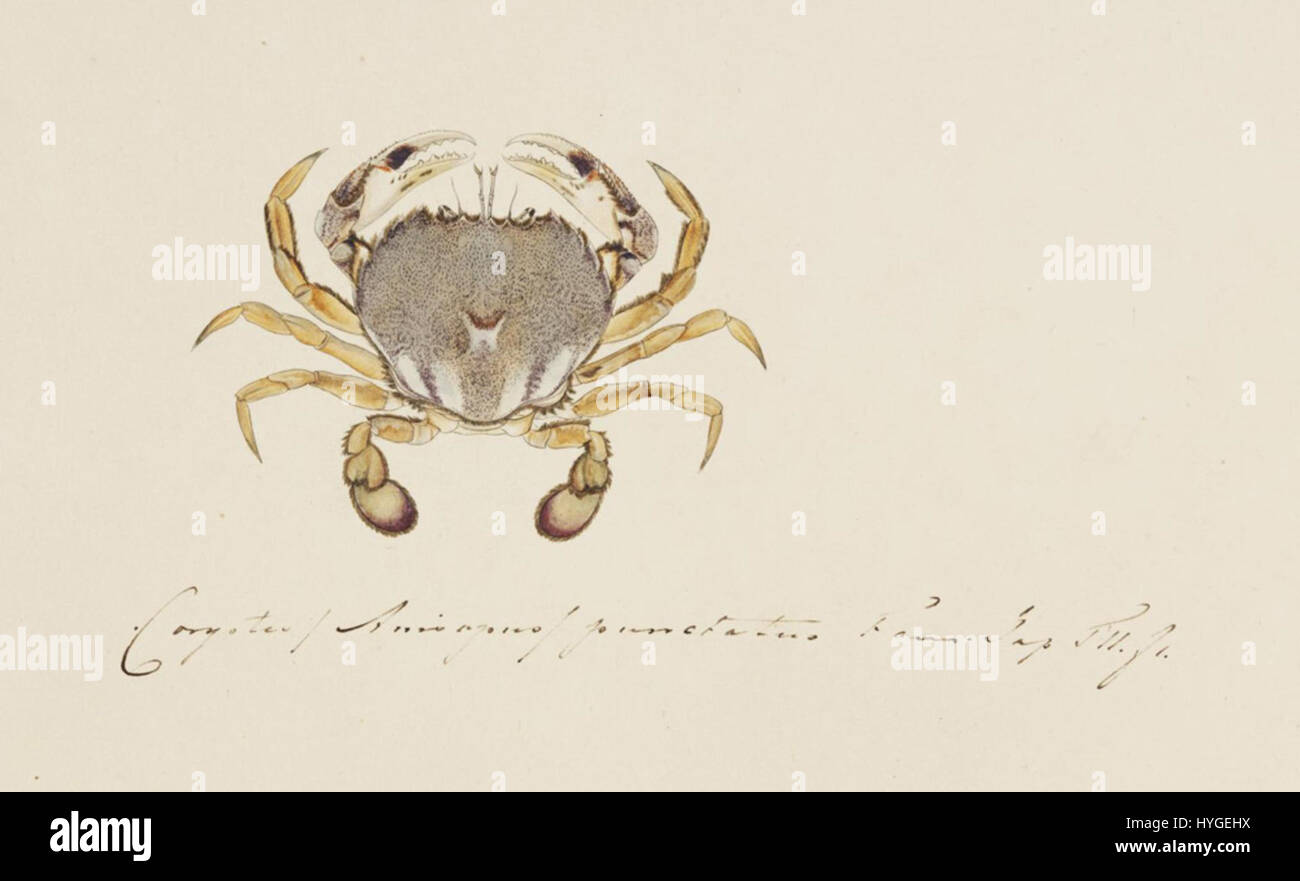 ‘Ovalipes punctatus’ by Kawahara Keiga is a detailed pencil and ...
