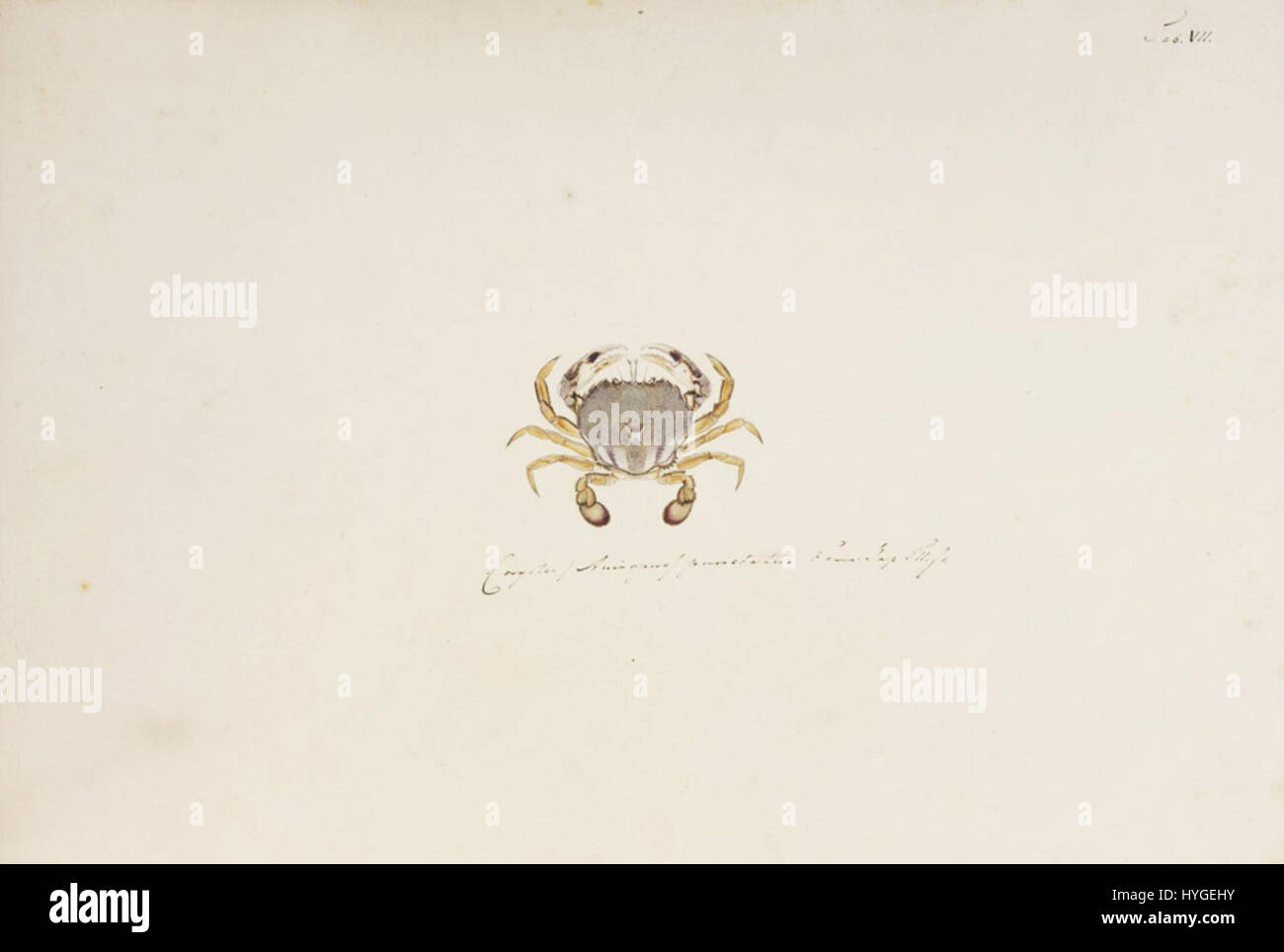 Ovalipes punctatus hi-res stock photography and images - Alamy