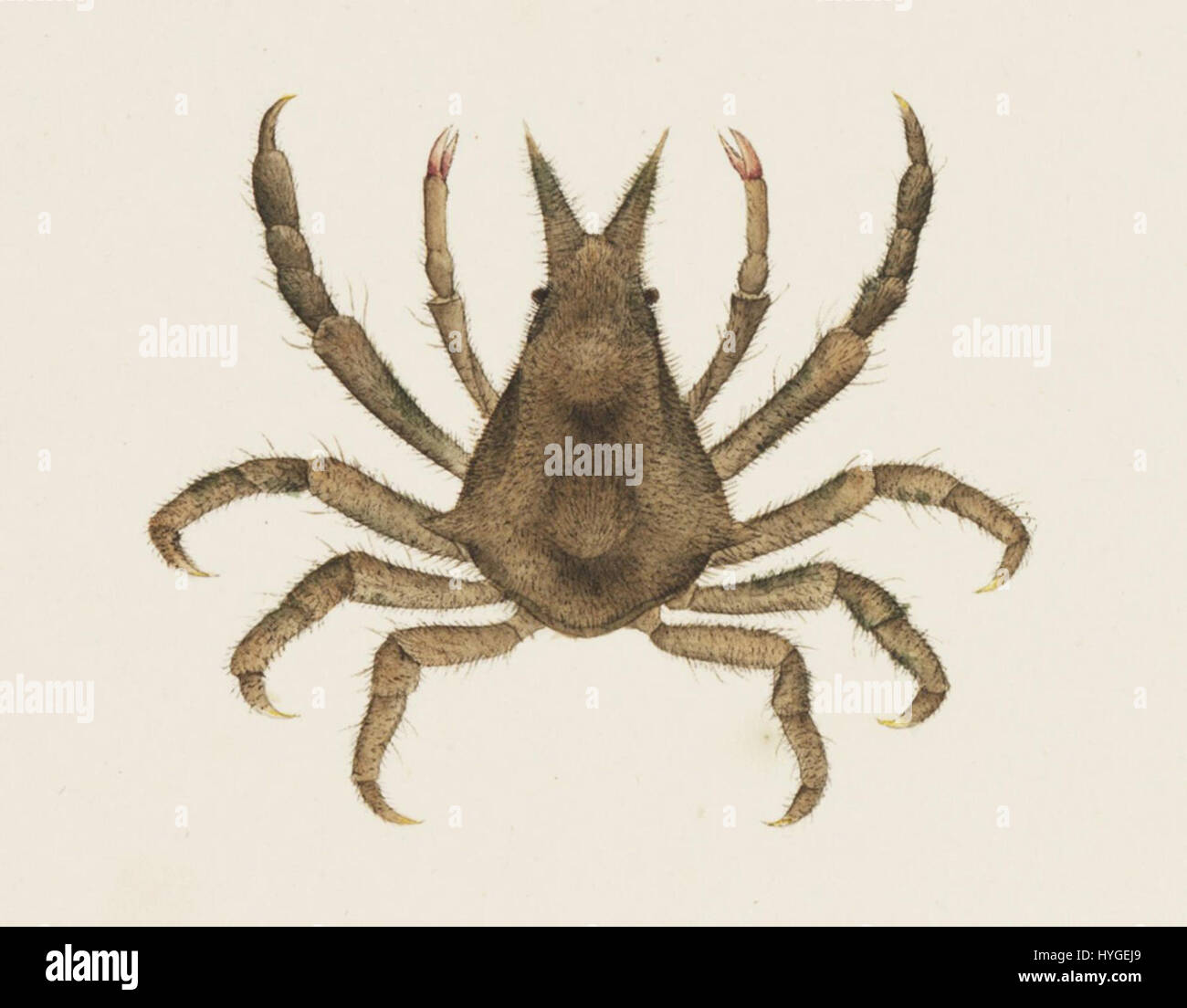 *Hyastenus diacanthus* is a detailed study of a species of spider by ...