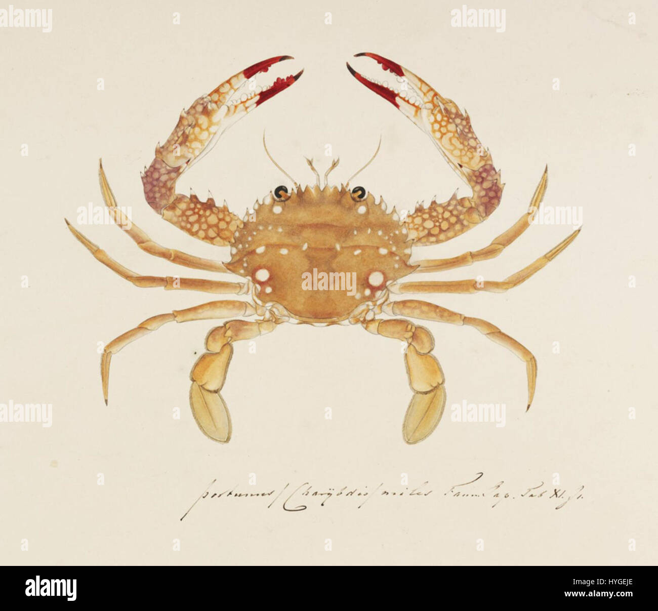Naturalis Biodiversity Center RMNH.ART.887 Charybdis riversandersoni ...
