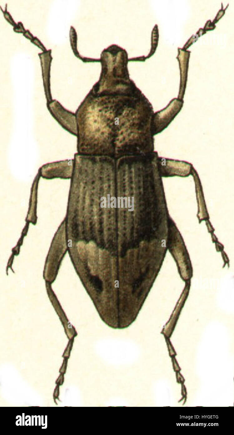 Thoracicus hi-res stock photography and images - Alamy