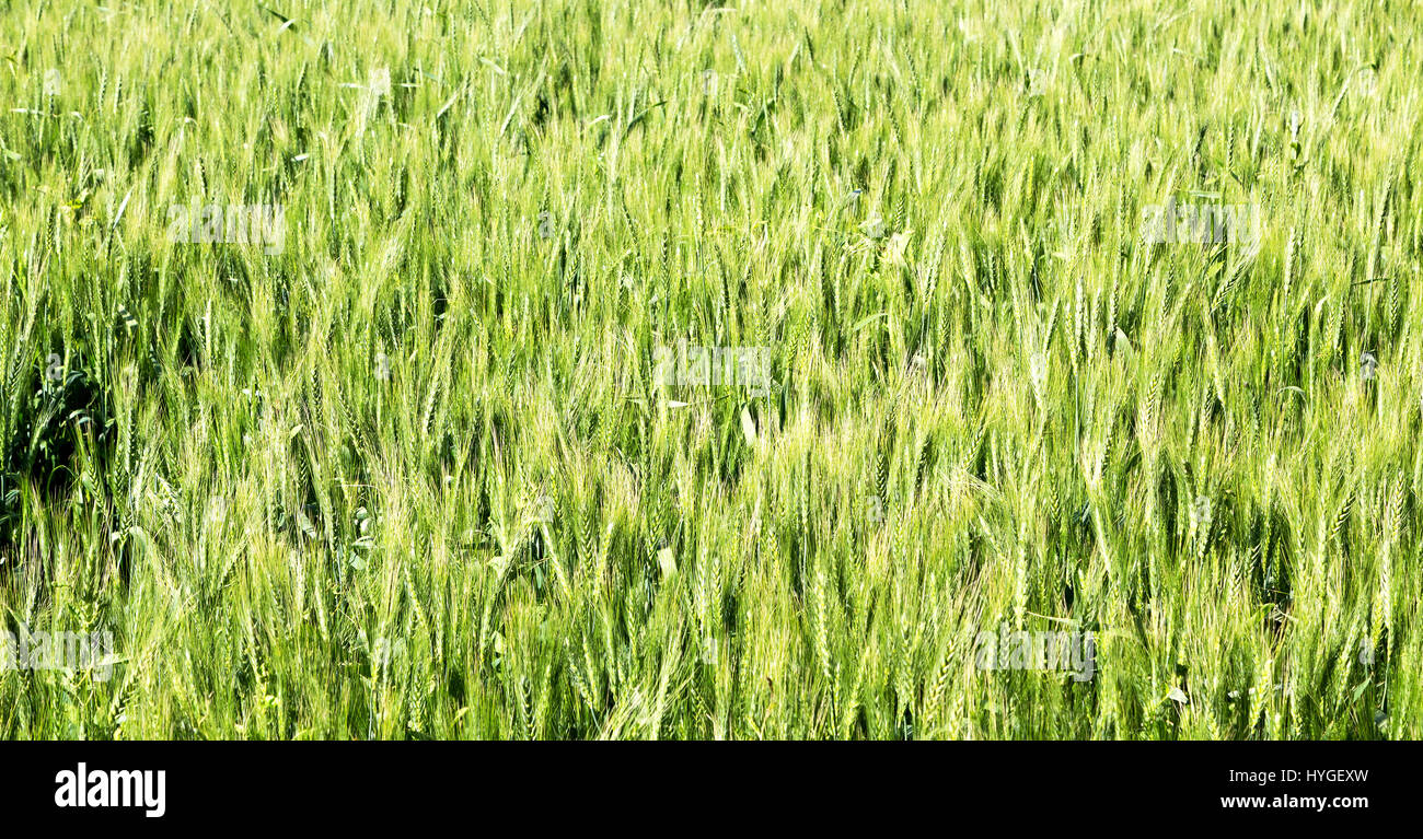Dry farming iran hi-res stock photography and images - Alamy