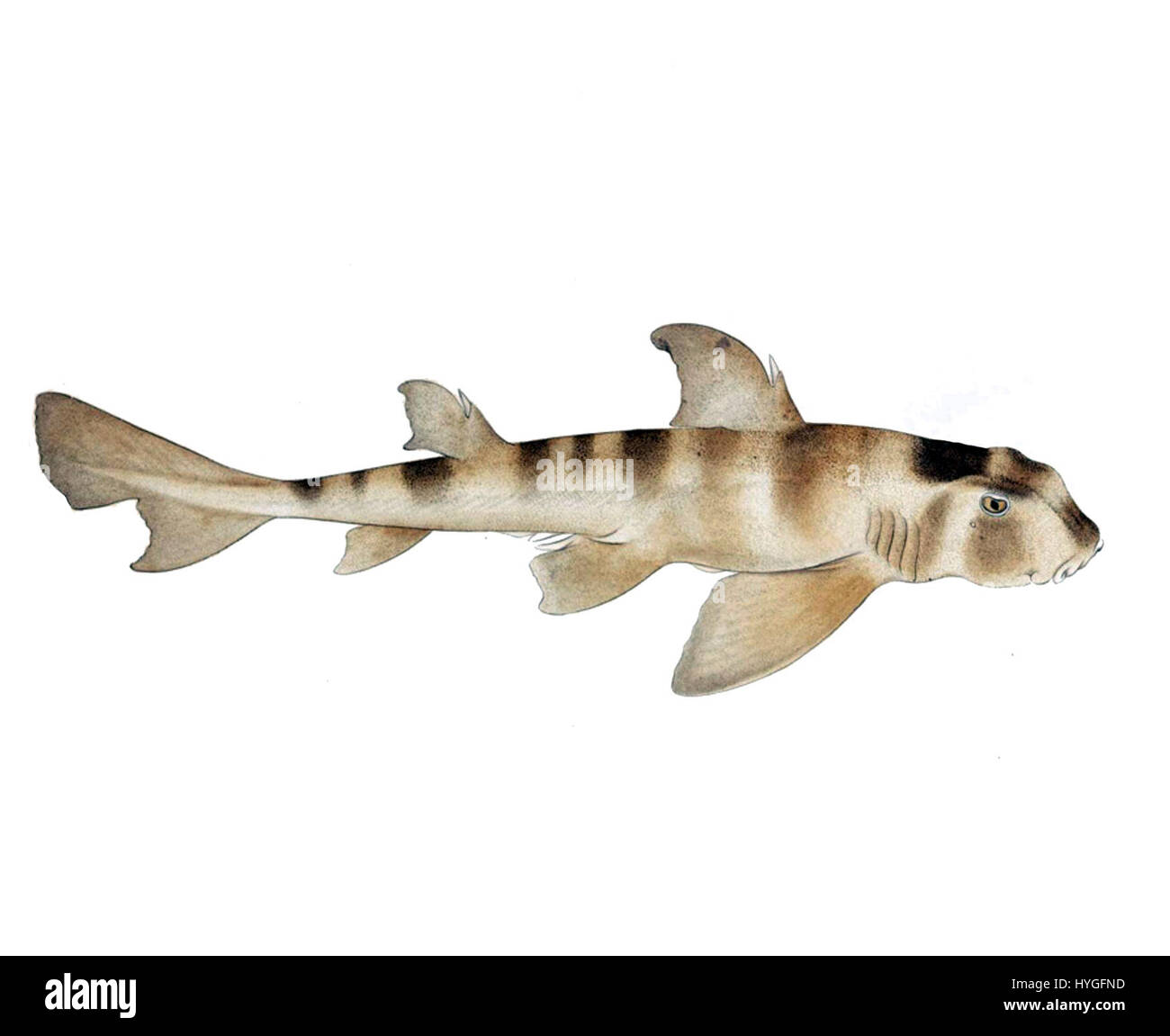 Heterodontus japonicus hi-res stock photography and images - Alamy