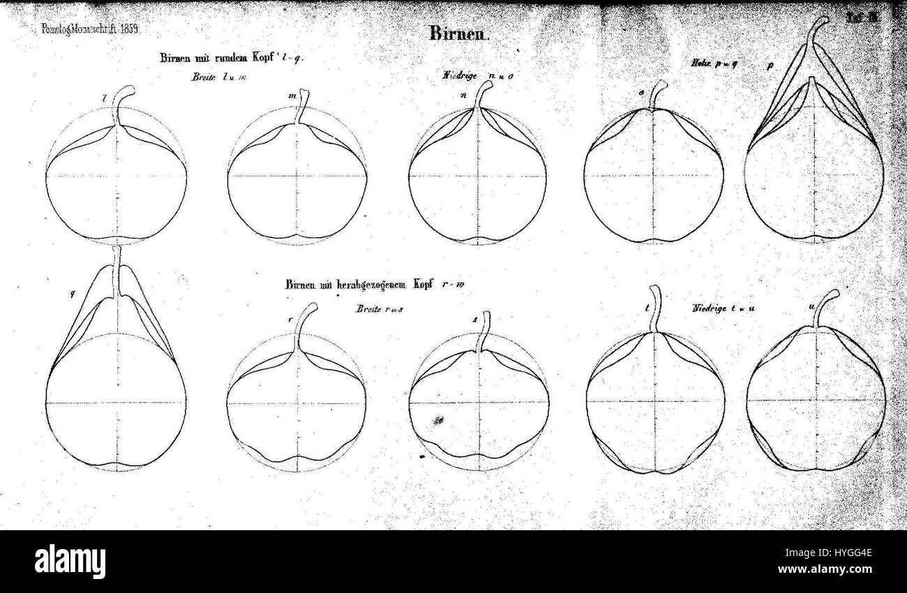 *Pom.Mon.Hefte 1859* contains illustrations of various fruit forms ...