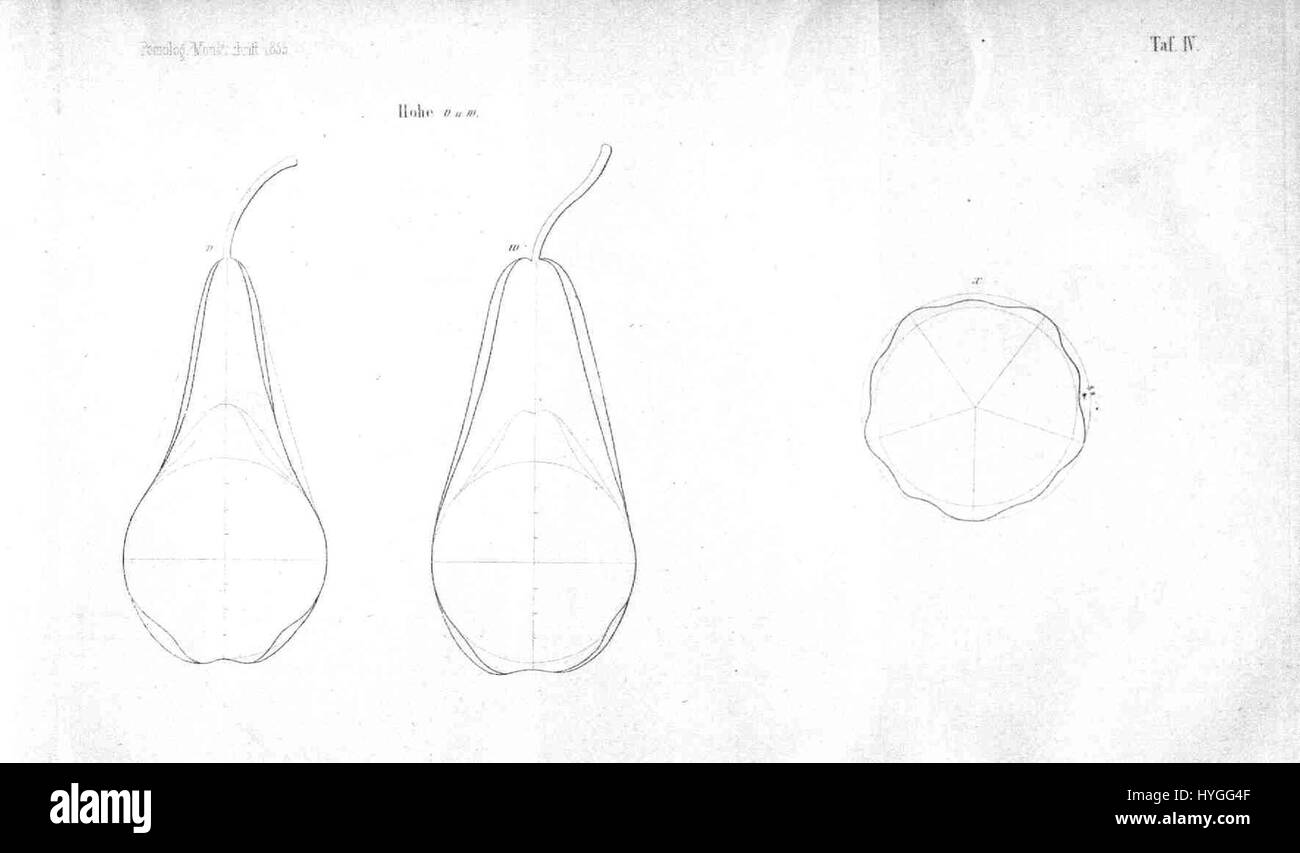 Illustrations pears Black and White Stock Photos & Images - Alamy