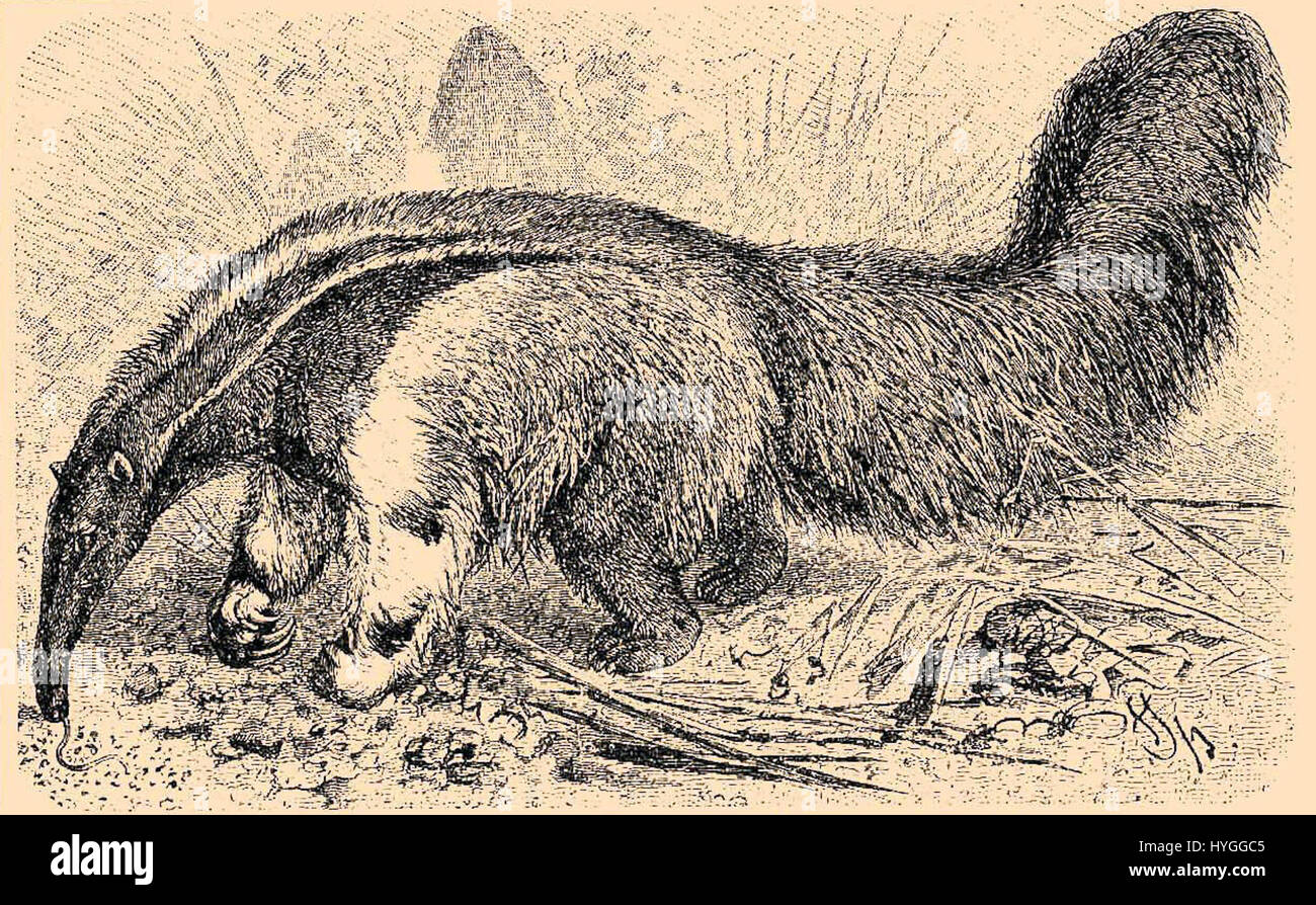Myrmecophaga tridactyla, commonly known as the giant anteater, is a ...