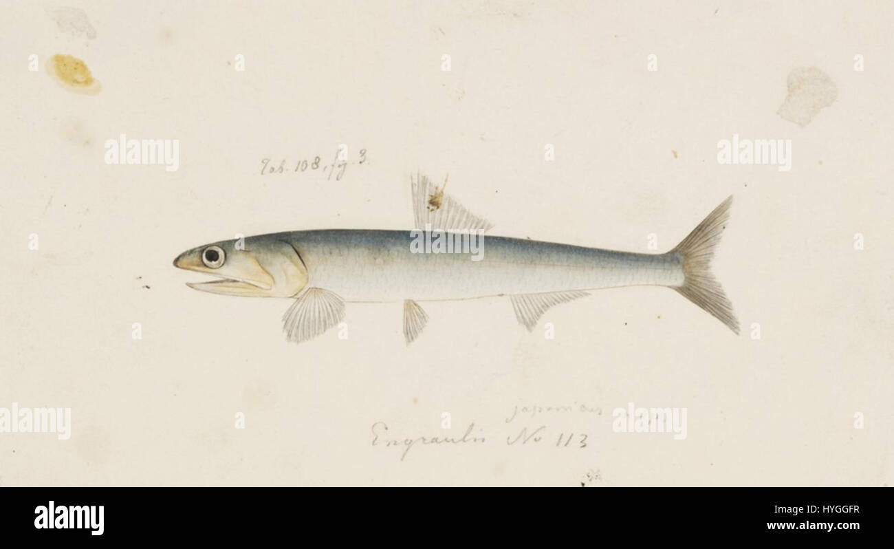 Engraulis Japonicus High Resolution Stock Photography and Images - Alamy