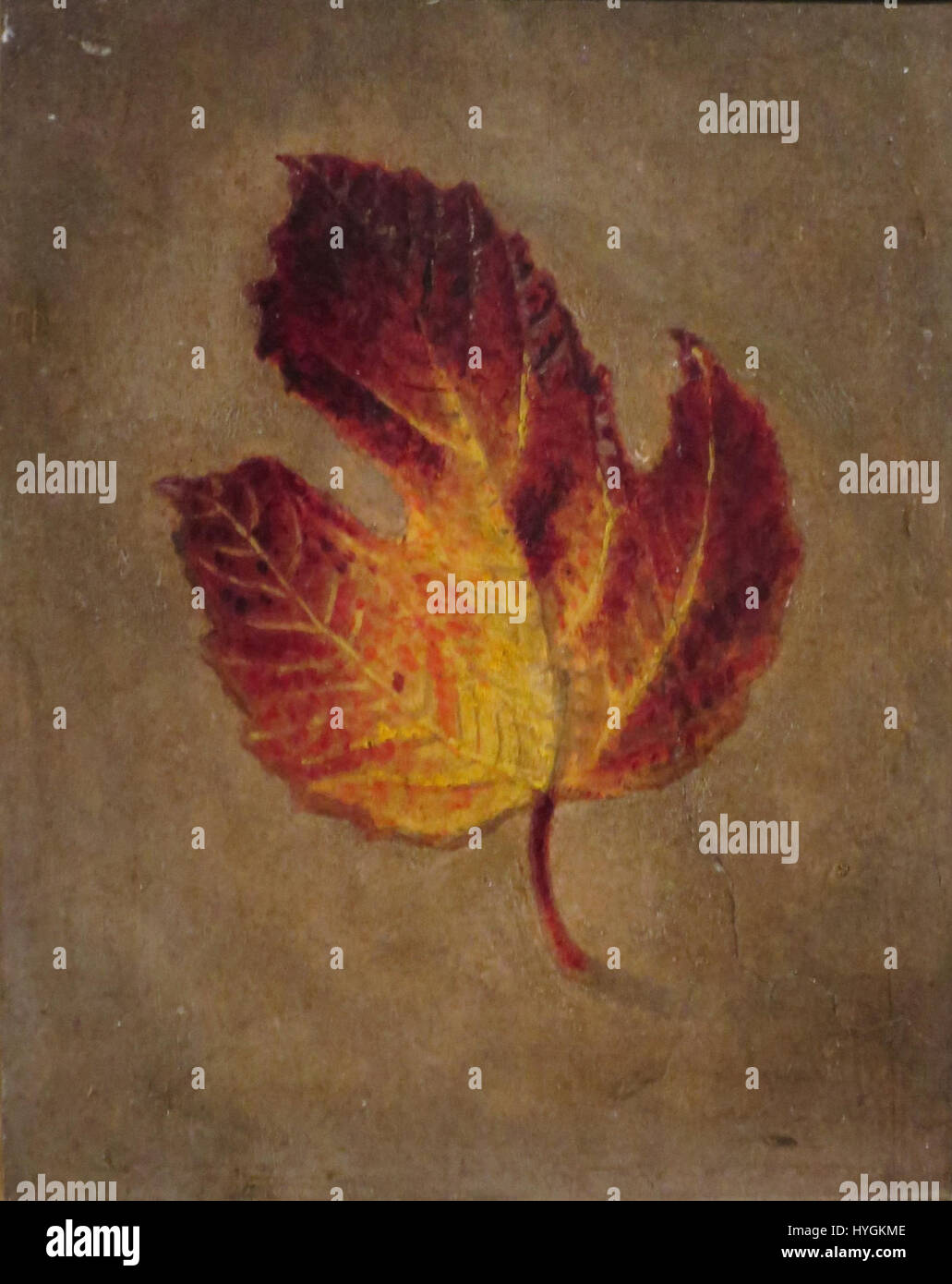 Vibrant maple leaf transitions hi-res stock photography and images - Alamy