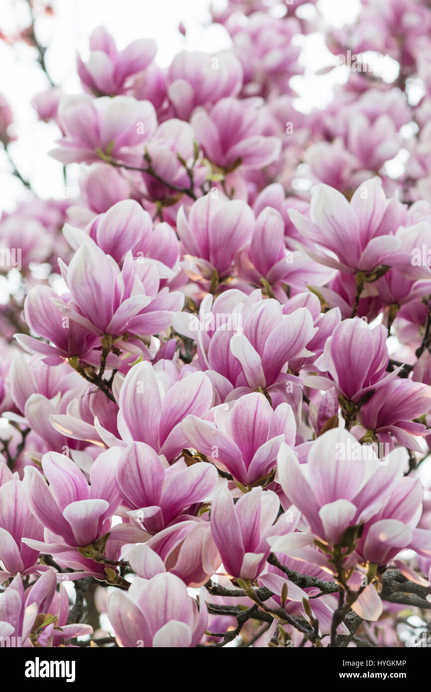 Beautiful magnolia tree sun blossoms hi-res stock photography and ...