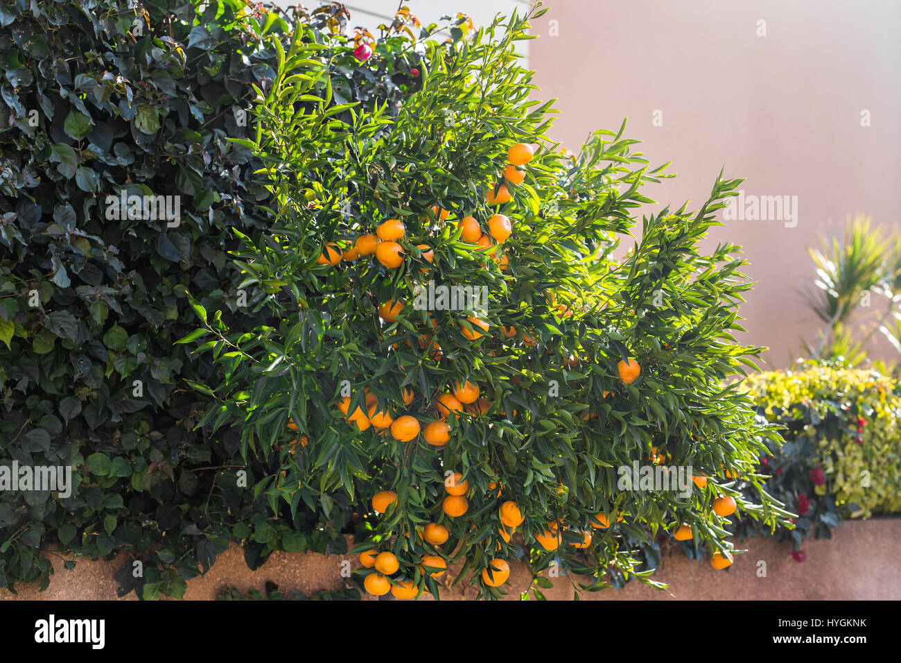 Orange tree with ripe fruits Stock Photo - Alamy
