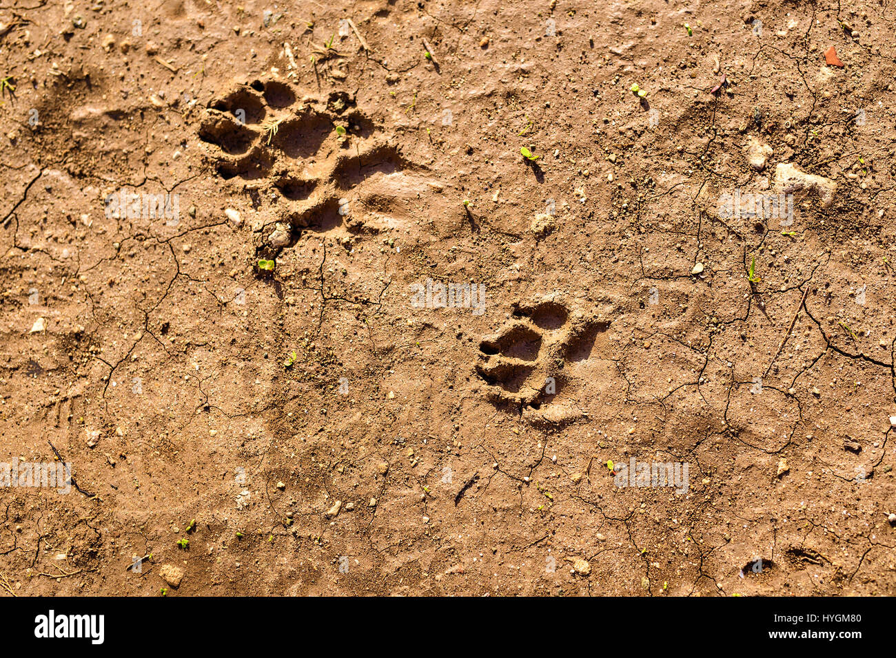 Dog footprint on land with mud, animals and nature Stock Photo - Alamy