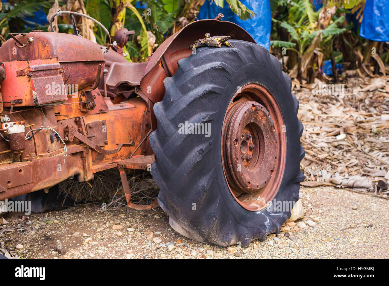 industrial agricultural scene of abandoned old rusted and dusty tractor ...