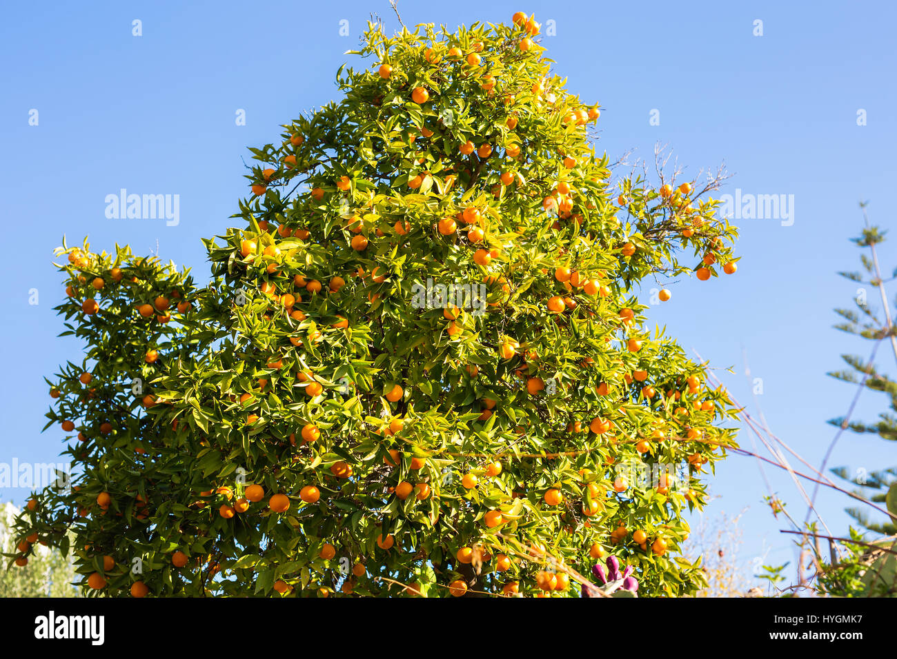 Orange tree with ripe fruits Stock Photo - Alamy