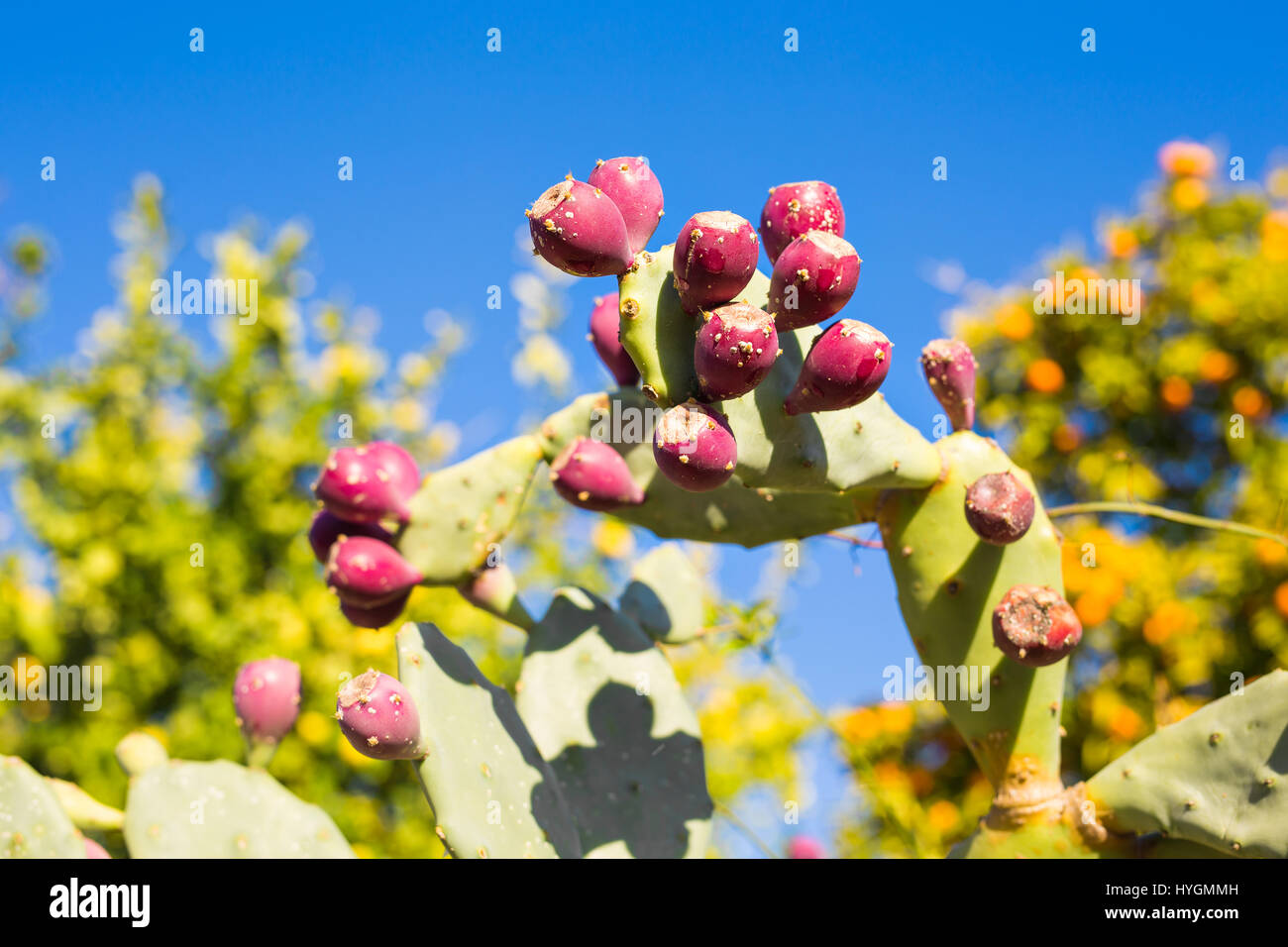 Prickly pear cactus with fruit Stock Photo - Alamy