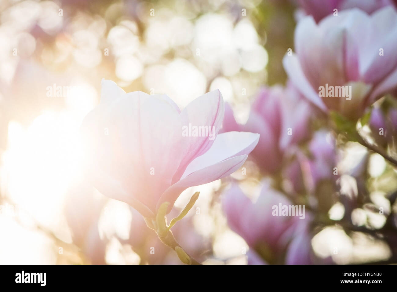 pink magnolia tree full of flower lit by the sun from background Stock ...