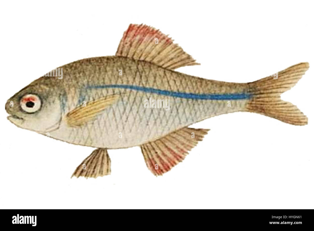 Acheilognathus hi-res stock photography and images - Alamy