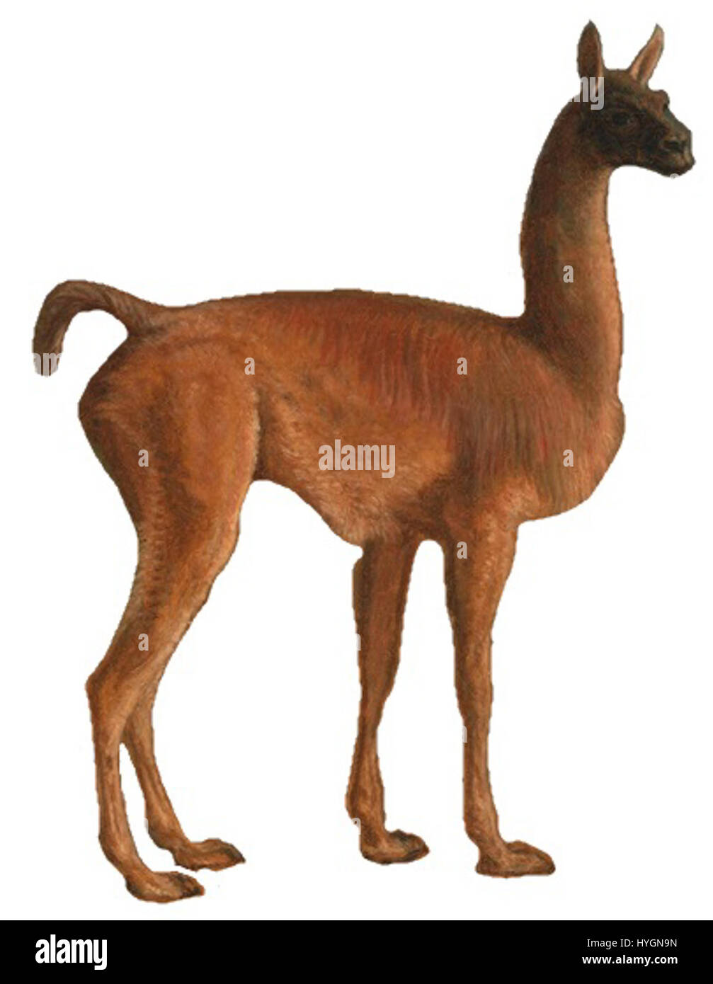 Jacques Laurent Agasse's painting of a Guanaco, an animal native to ...