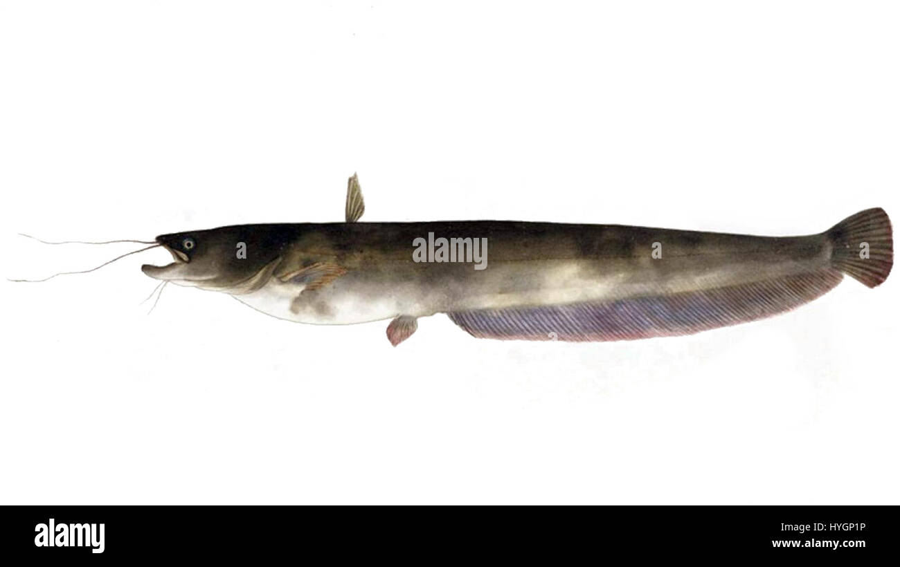 Naturalis Biodiversity Center RMNH.ART.134 Silurus asotus (Linnaeus ...