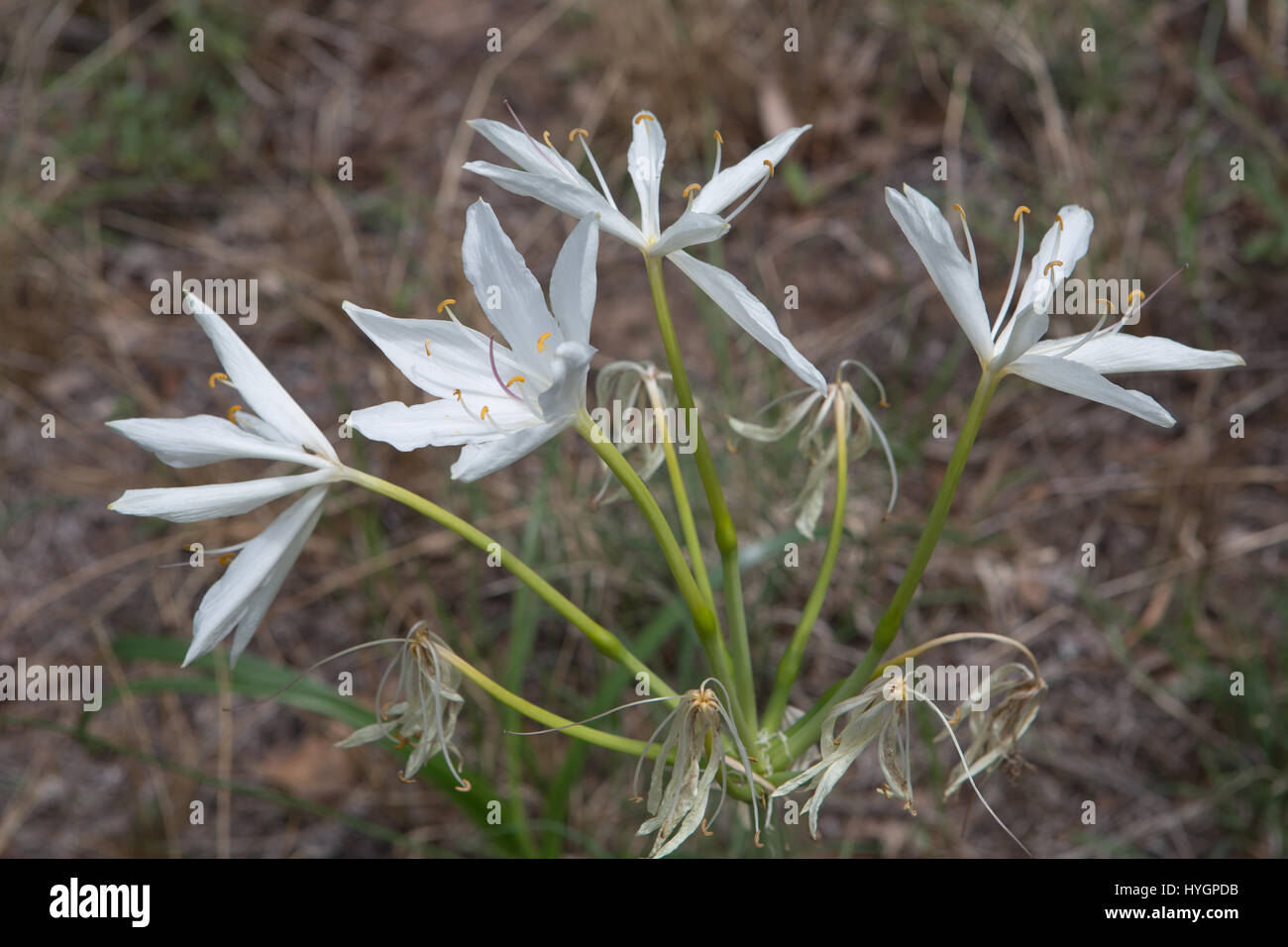 Darling Lily/ Murray Lily (Crinum flaccidum Stock Photo - Alamy
