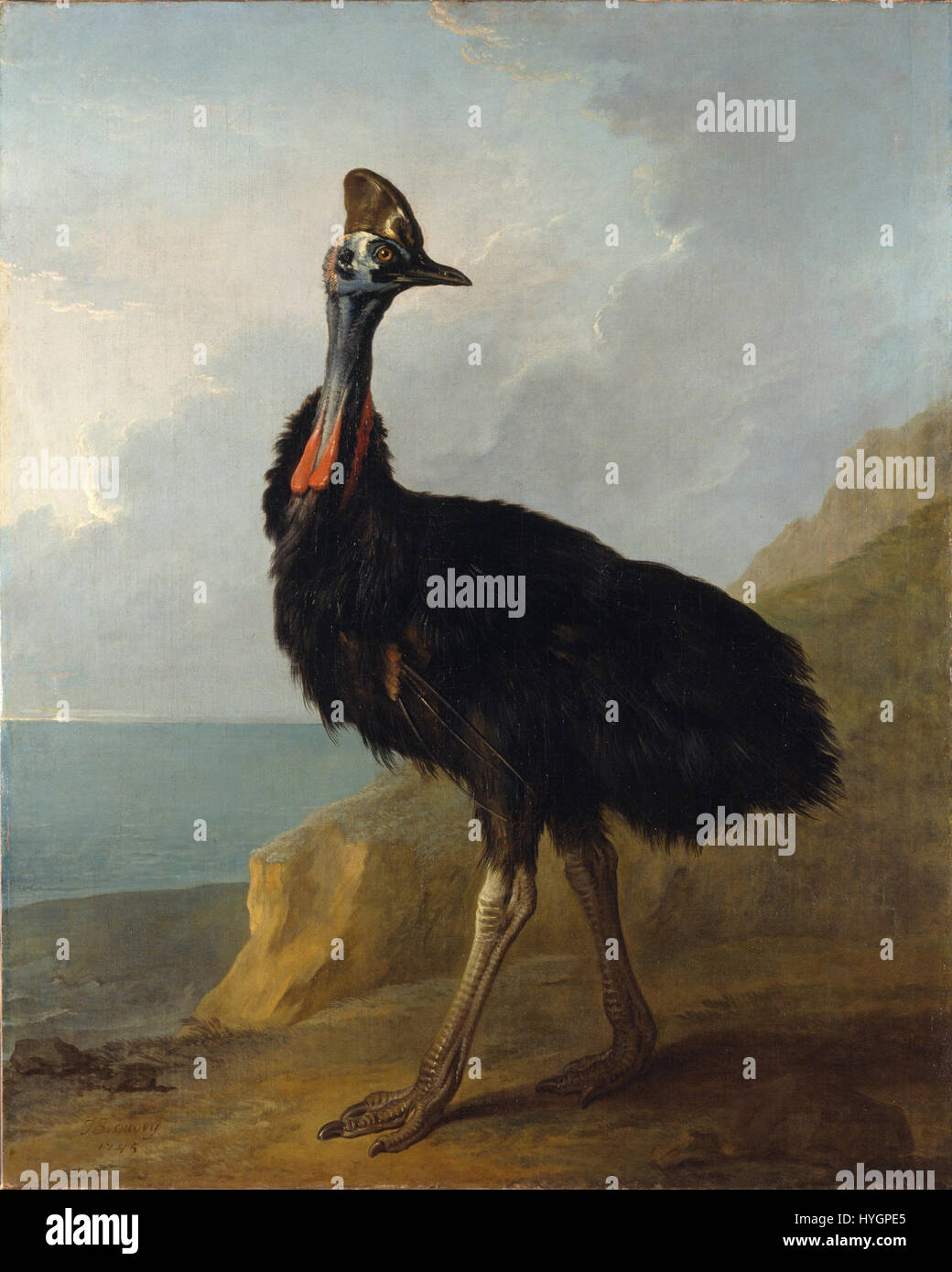 Cassowary anatomy hi-res stock photography and images - Alamy