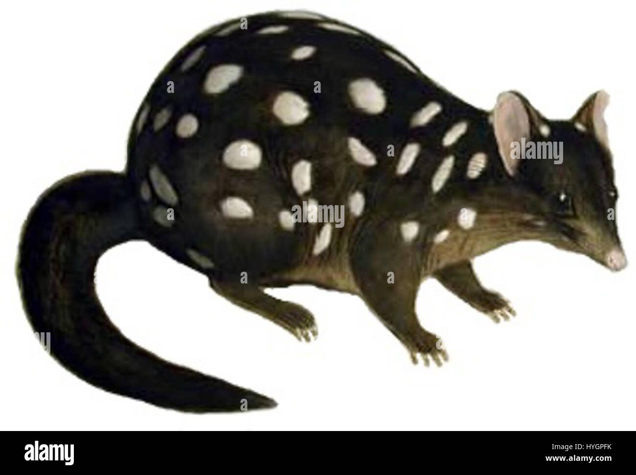 Dasyurus viverrinus Gould white background Stock Photo - Alamy