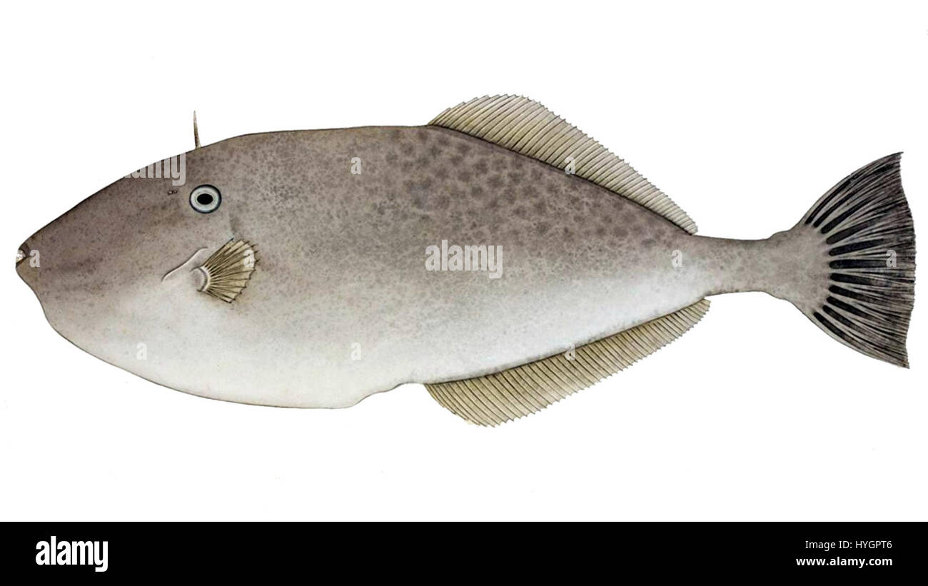 The artwork 'Aluterus monoceros' by Kawahara Keiga, from the Siebold ...