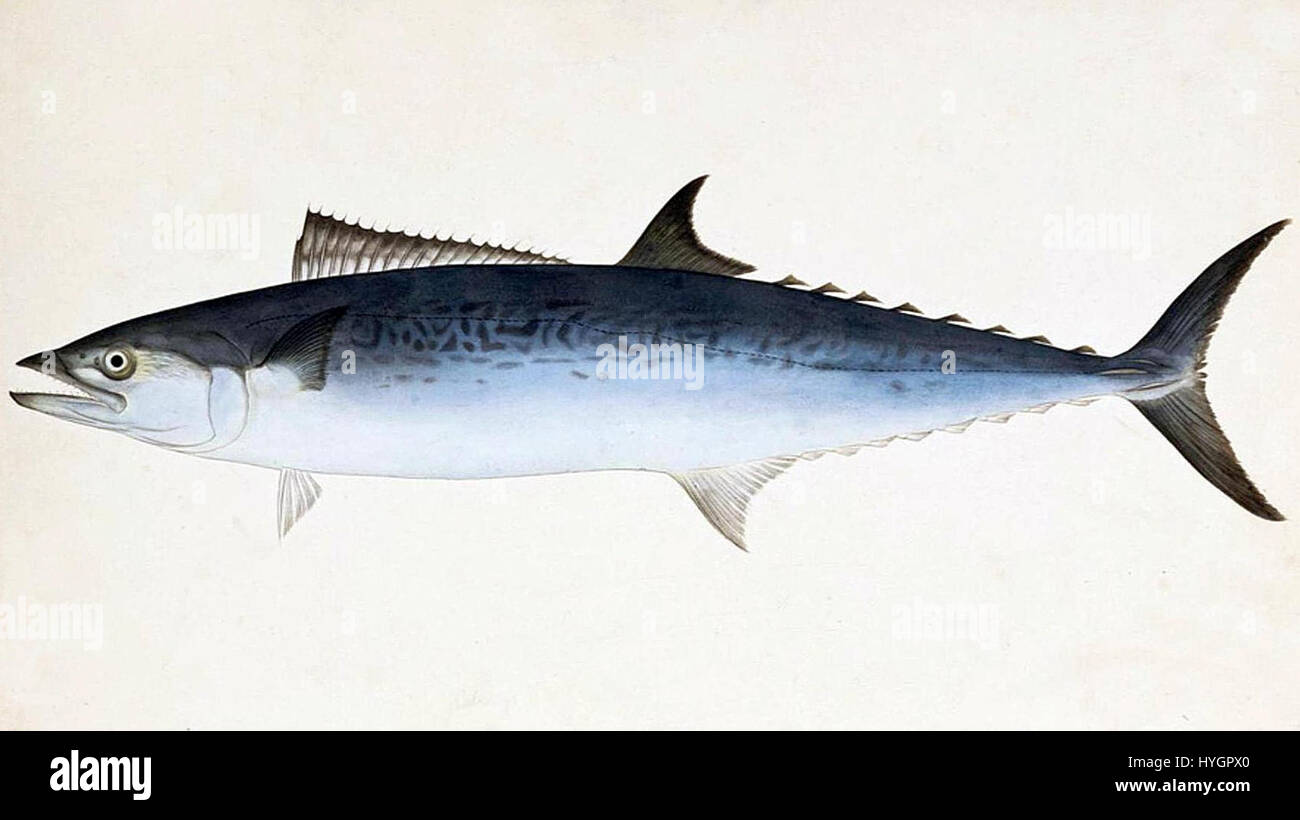 Scomberomorus niphonius, commonly known as the Japanese Spanish ...