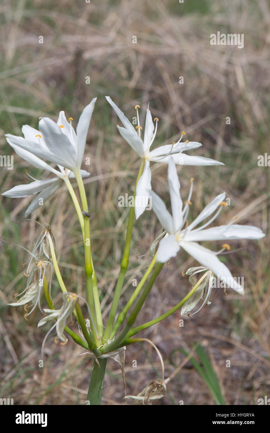 Australian lily flowers hi-res stock photography and images - Alamy