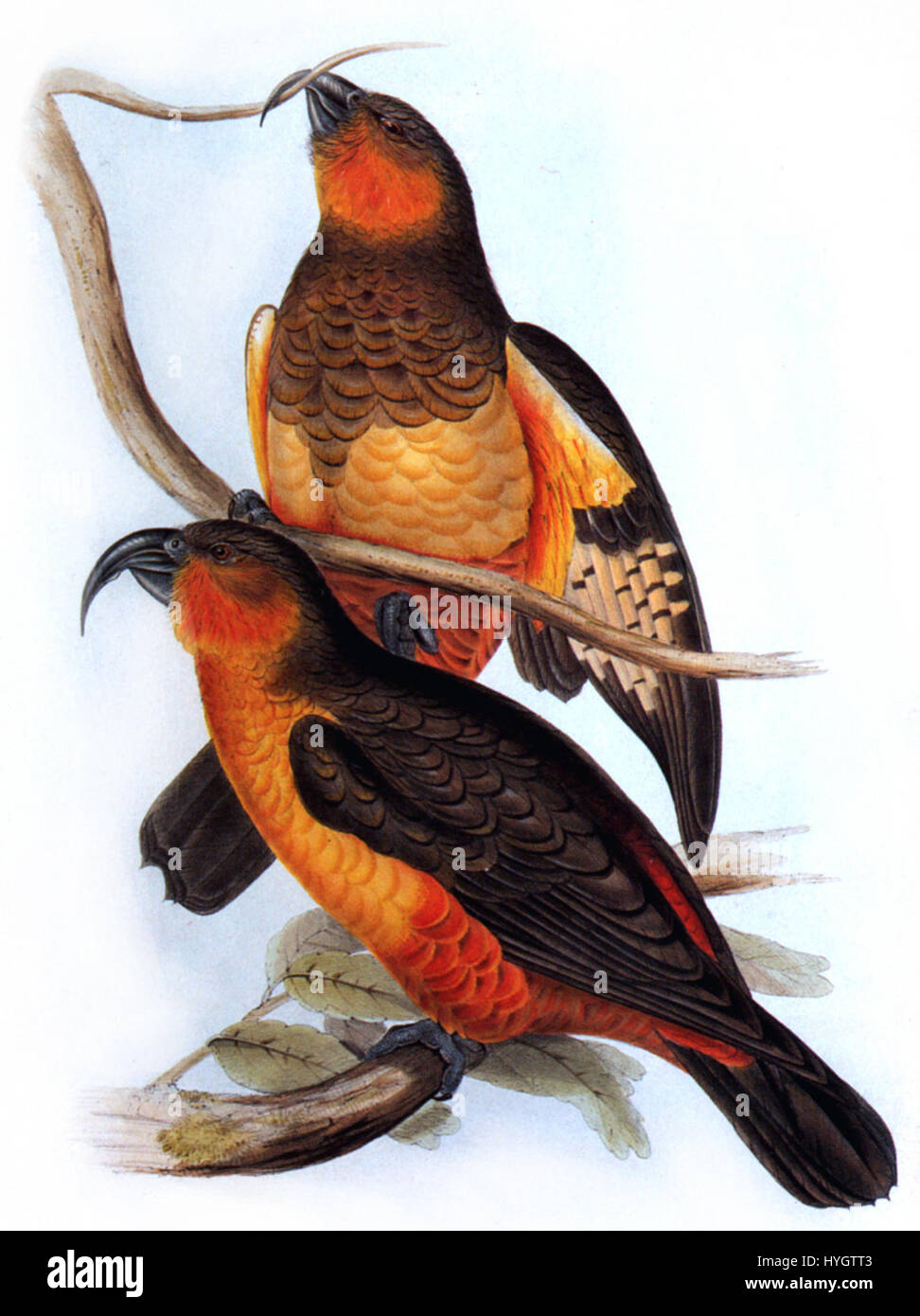 Bird species preservation Cut Out Stock Images & Pictures - Alamy