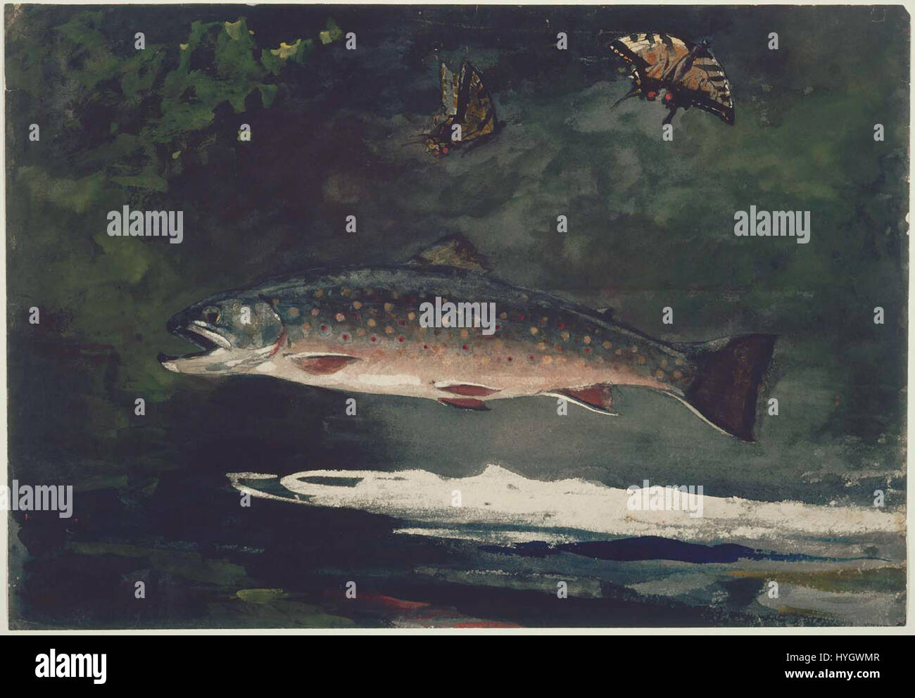 'Trout Breaking' by Winslow Homer depicts a dynamic moment in nature ...
