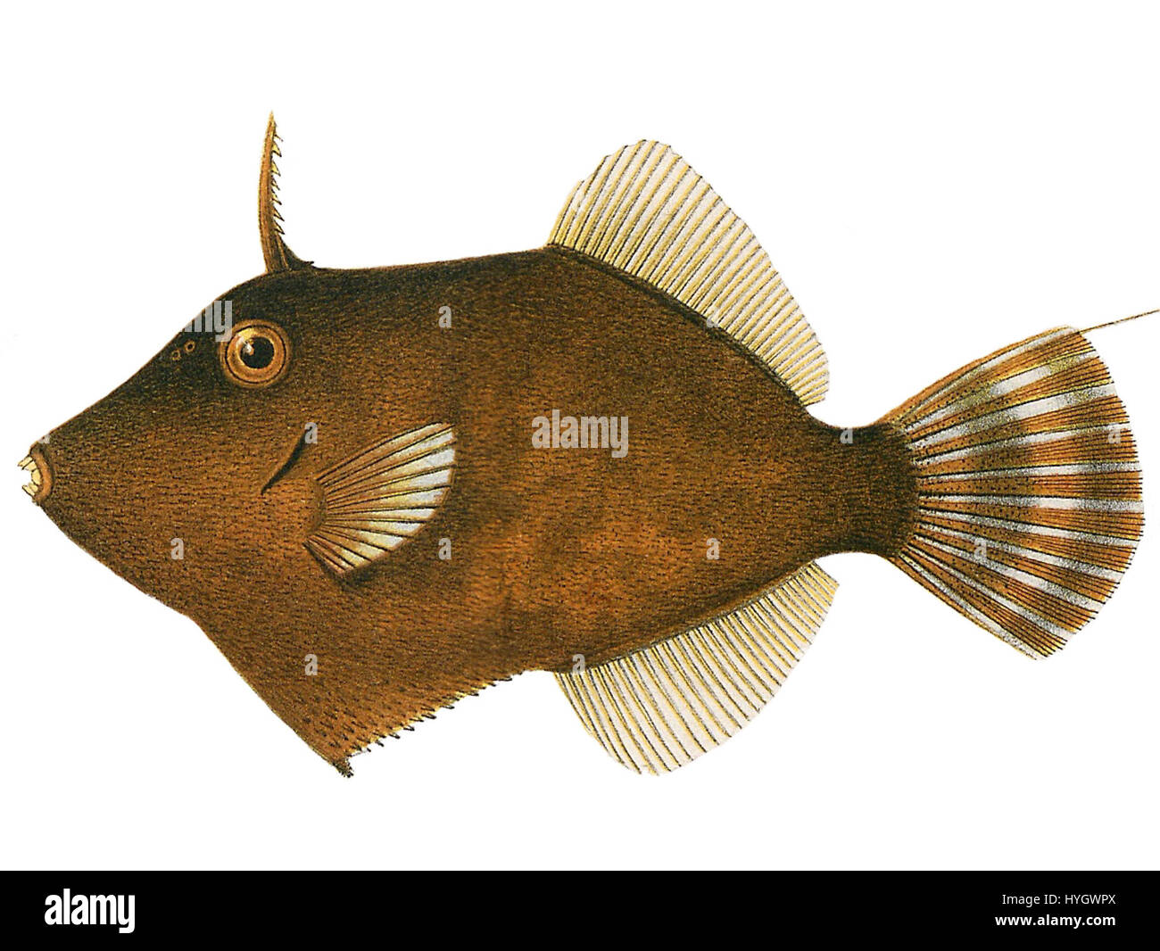 Fish species representation Cut Out Stock Images & Pictures - Alamy