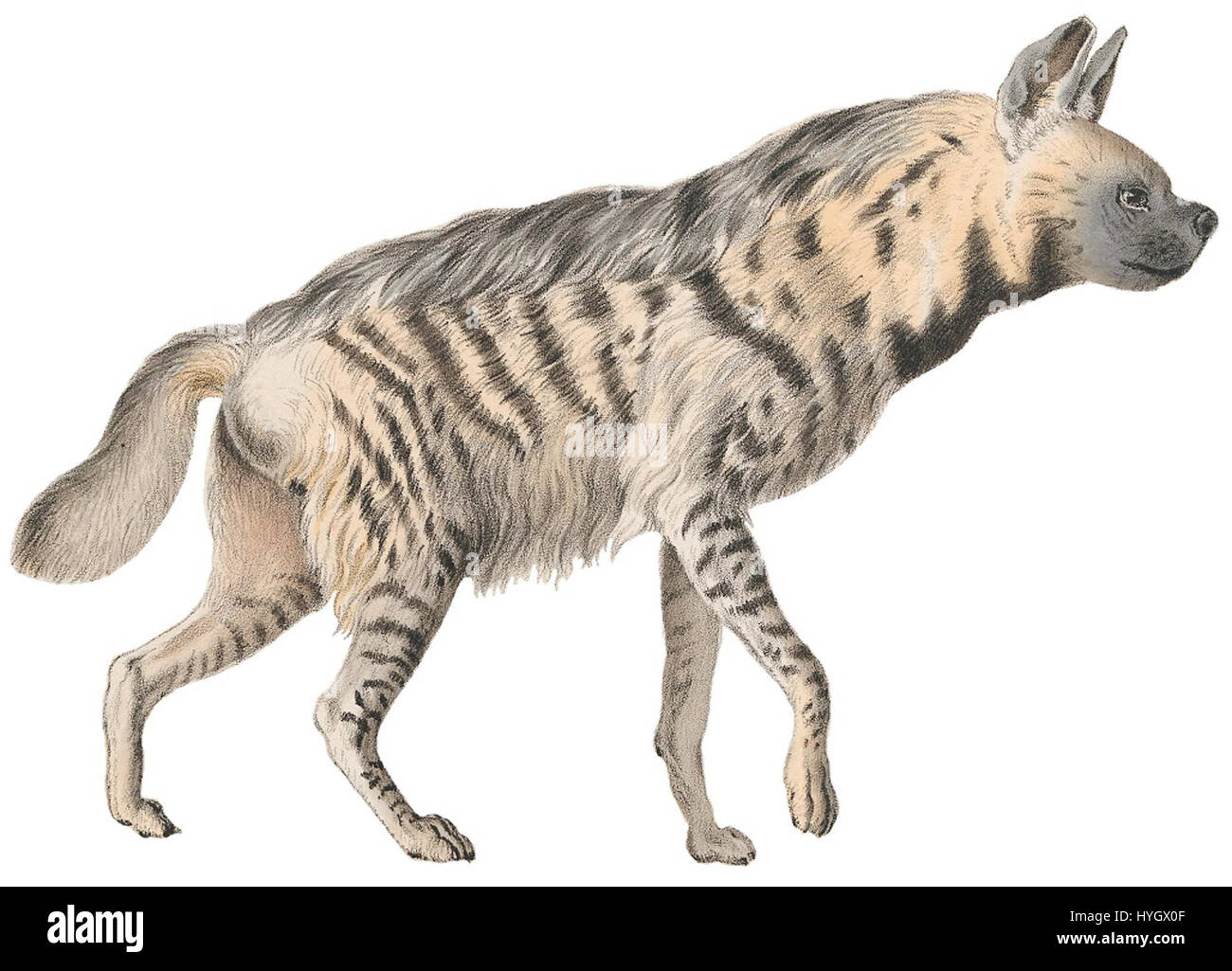 This 1818-1842 print of the striped hyena (Hyaena striata) from the ...