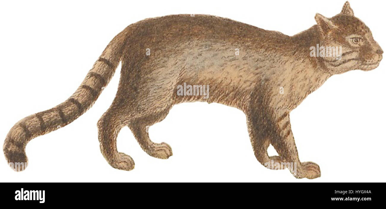 Wildlife central asia Cut Out Stock Images & Pictures - Alamy