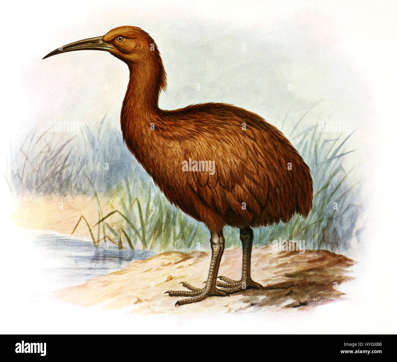 Aphanapteryx Bonasia refers to the extinct bird species known as the ...