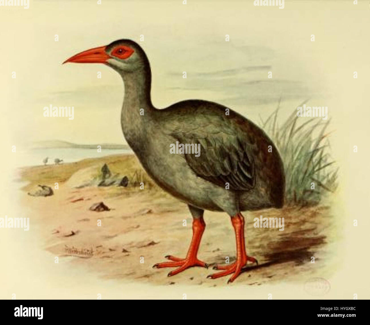 Aphanapteryx leguati is an extinct species of flightless bird from the ...