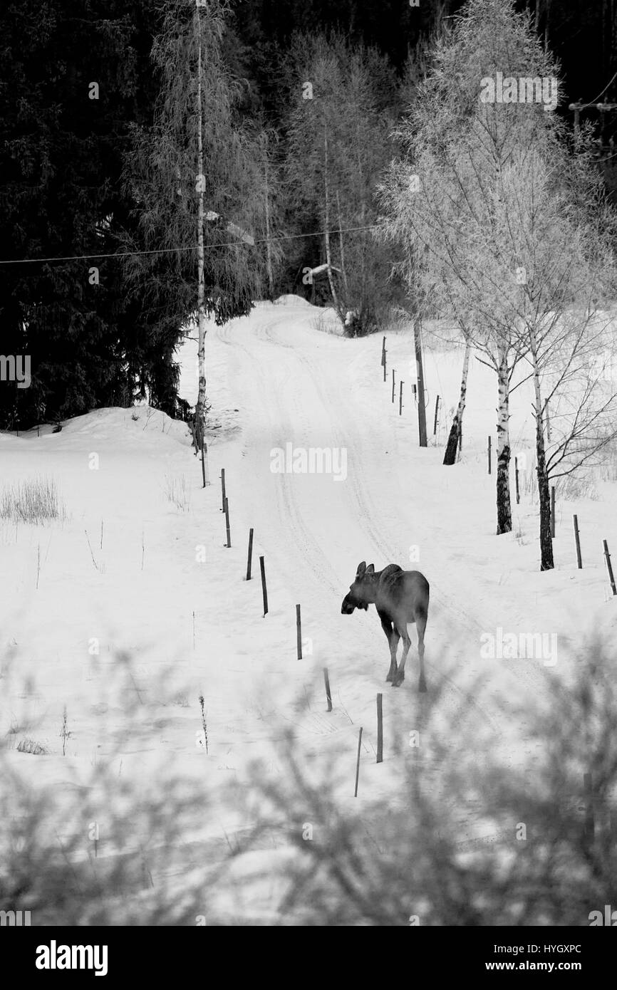 Deer in winter animal Black and White Stock Photos & Images - Alamy