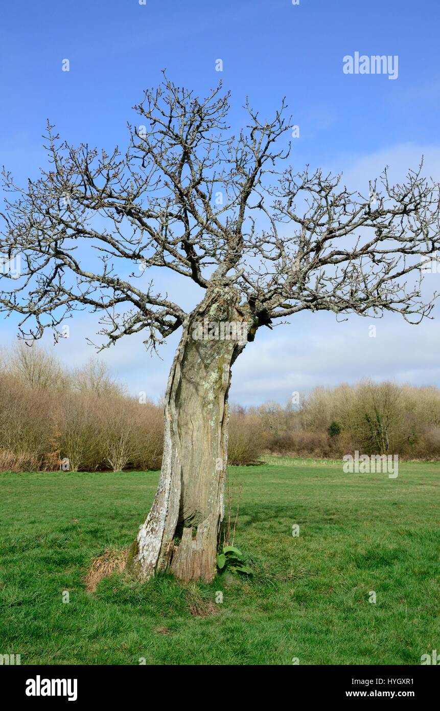 Oak tree winter hi-res stock photography and images - Alamy