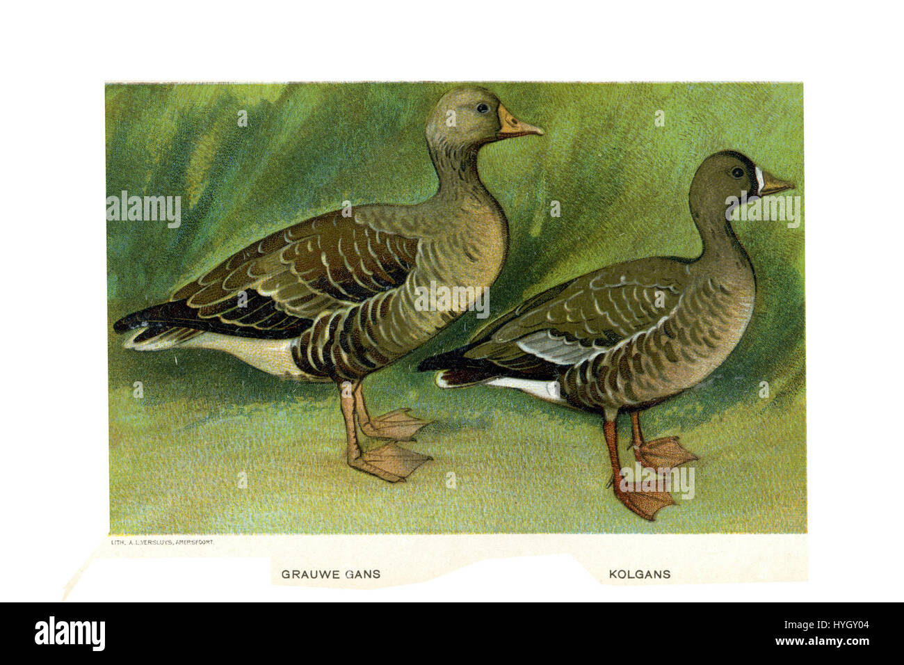 Dutch natural beauty Cut Out Stock Images & Pictures - Alamy