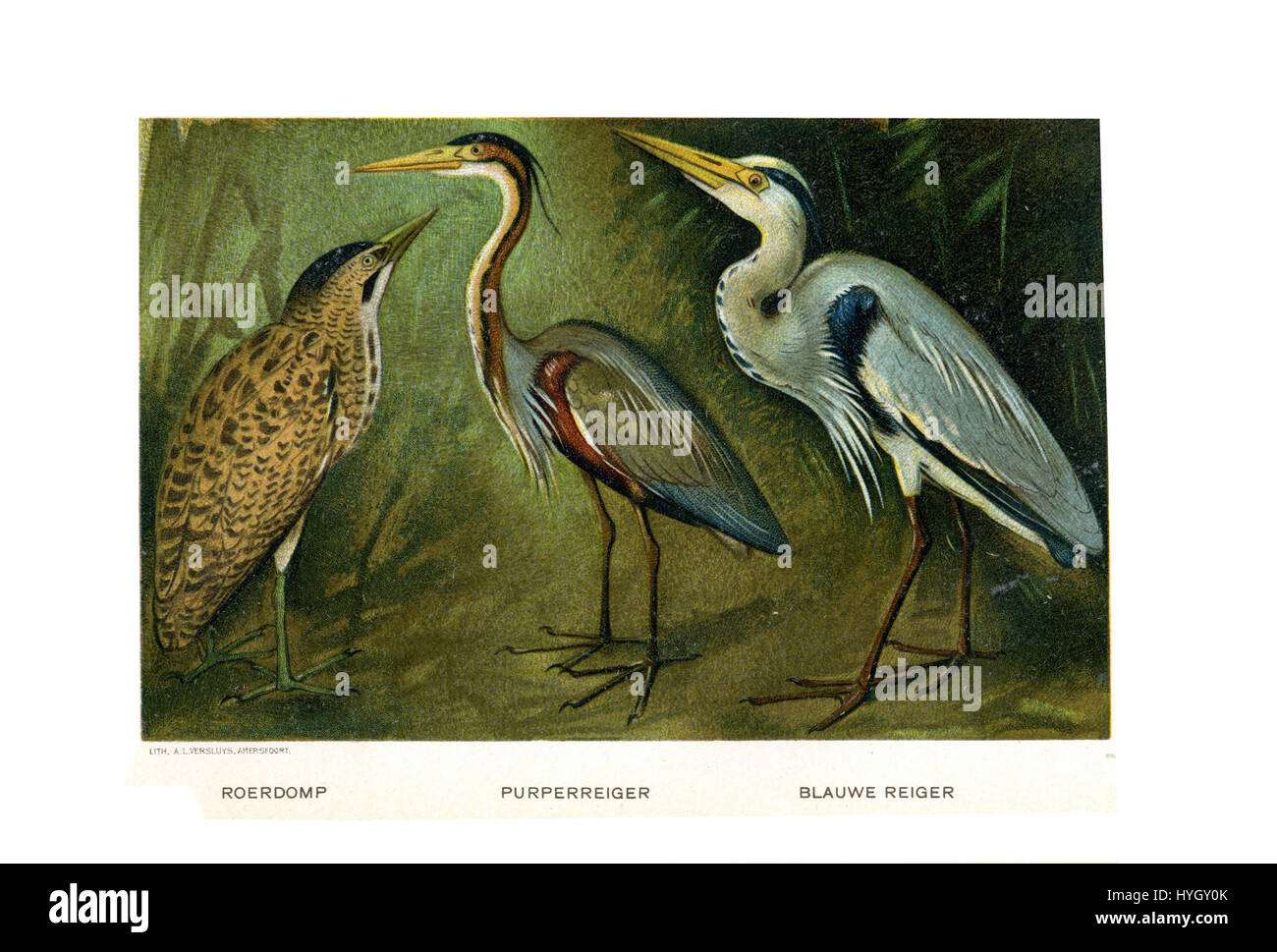 Detailed study reflects Cut Out Stock Images & Pictures - Alamy