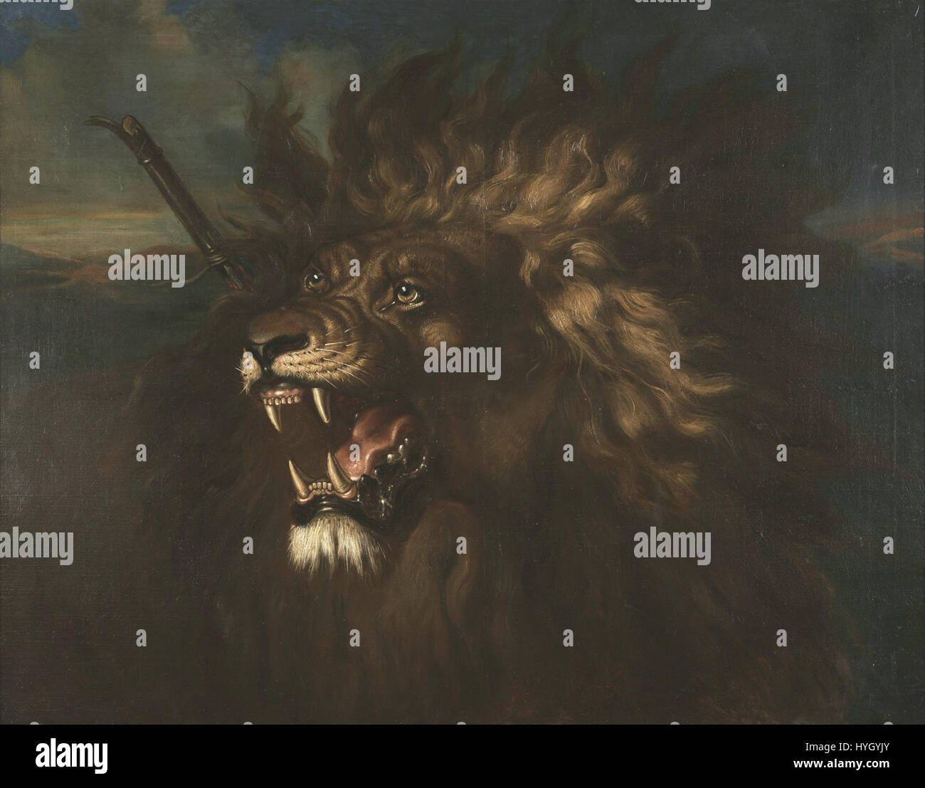 Wounded lion hi-res stock photography and images - Alamy
