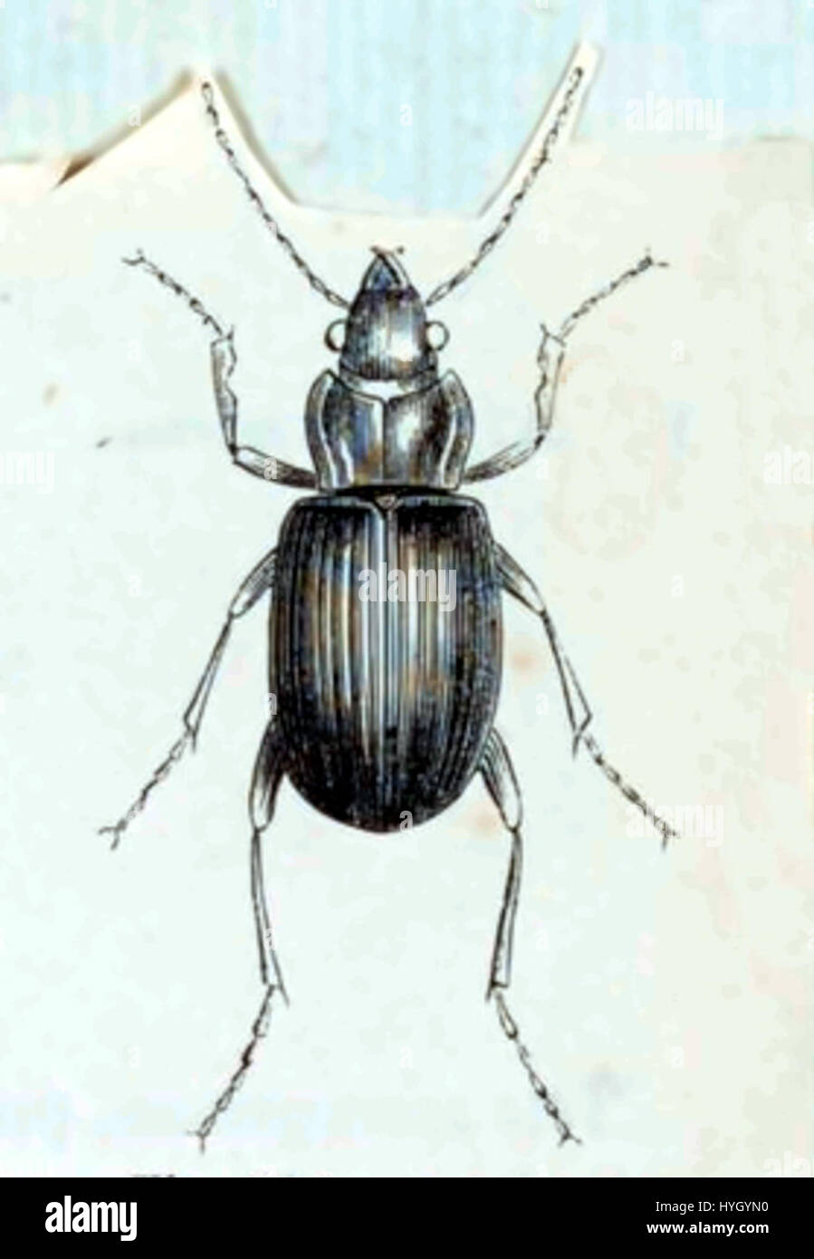 Loud insect hi-res stock photography and images - Alamy