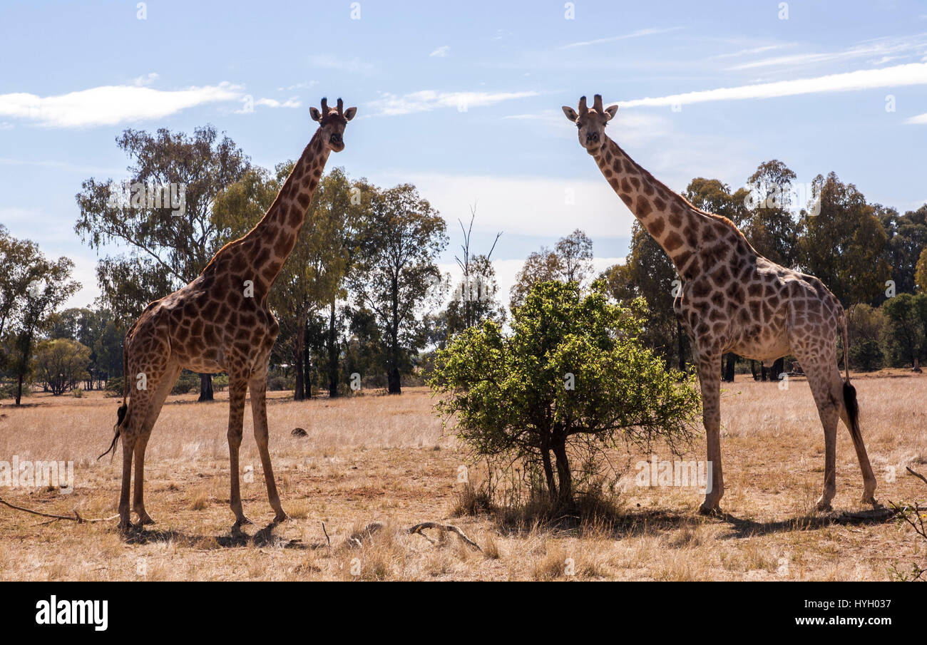 Game drive - safari animals in South-Africa Stock Photo - Alamy