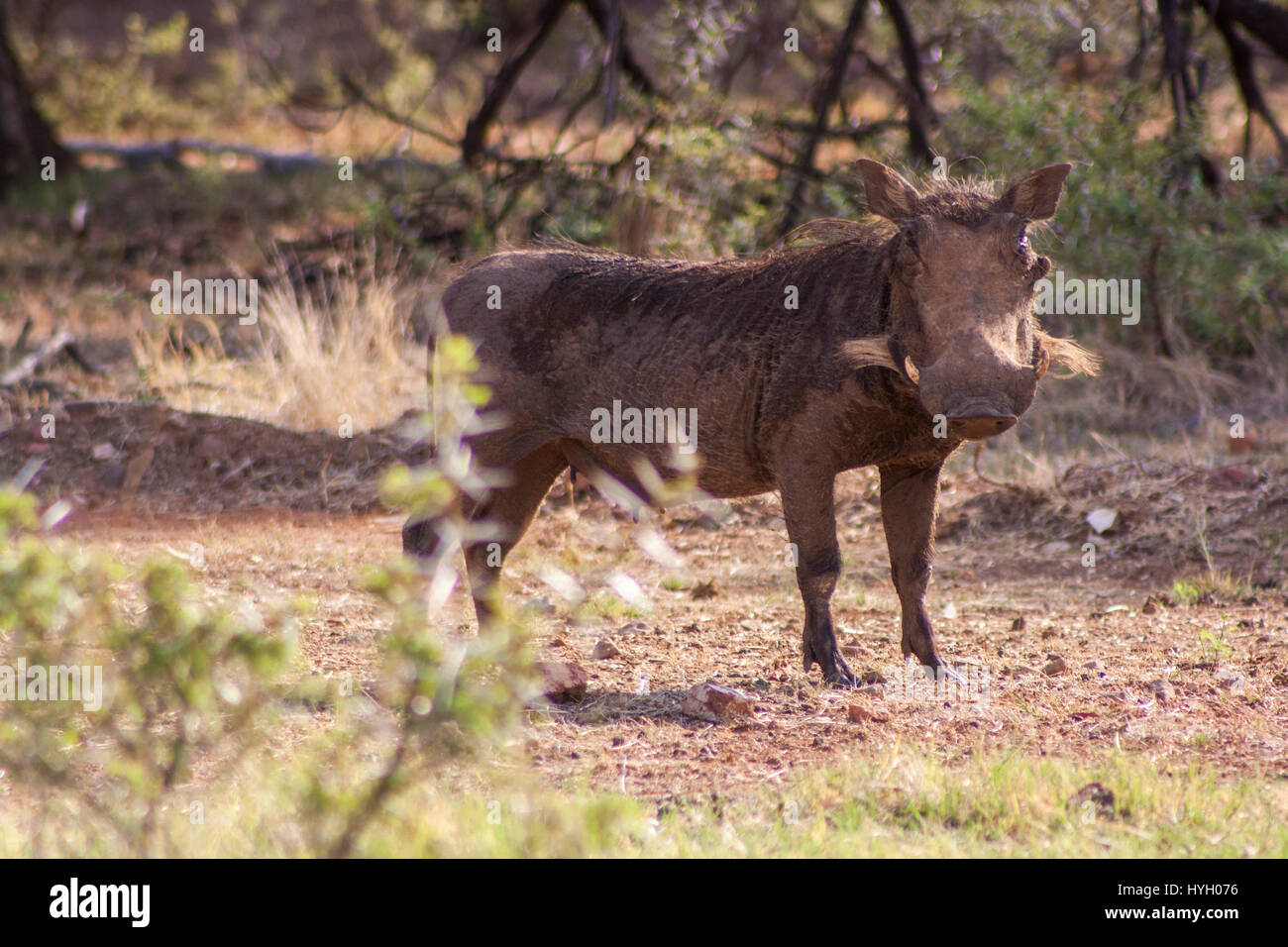Game drive - safari animals in South-Africa Stock Photo - Alamy
