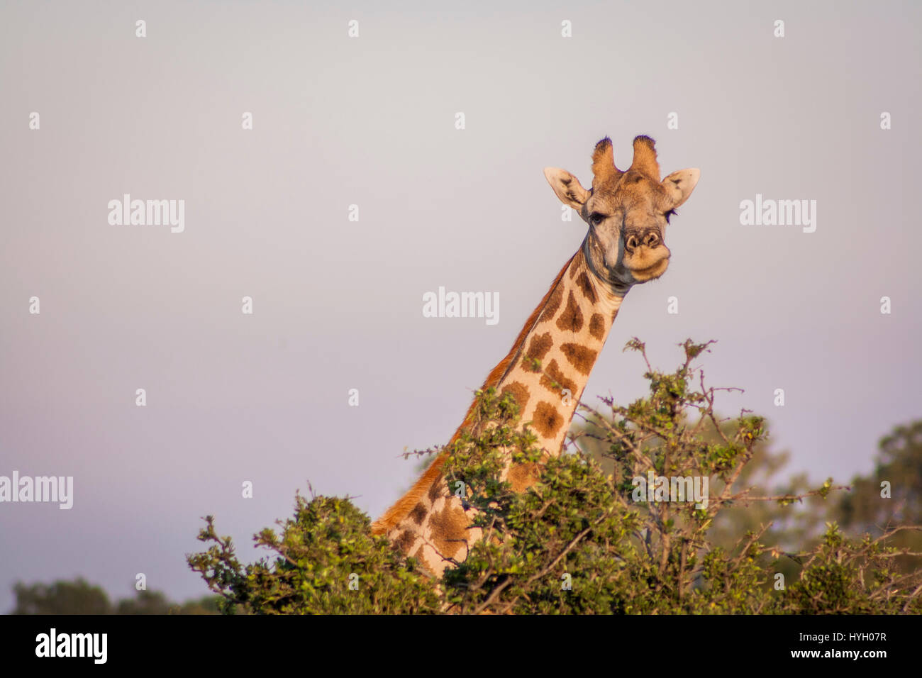 Game drive - safari animals in South-Africa Stock Photo - Alamy