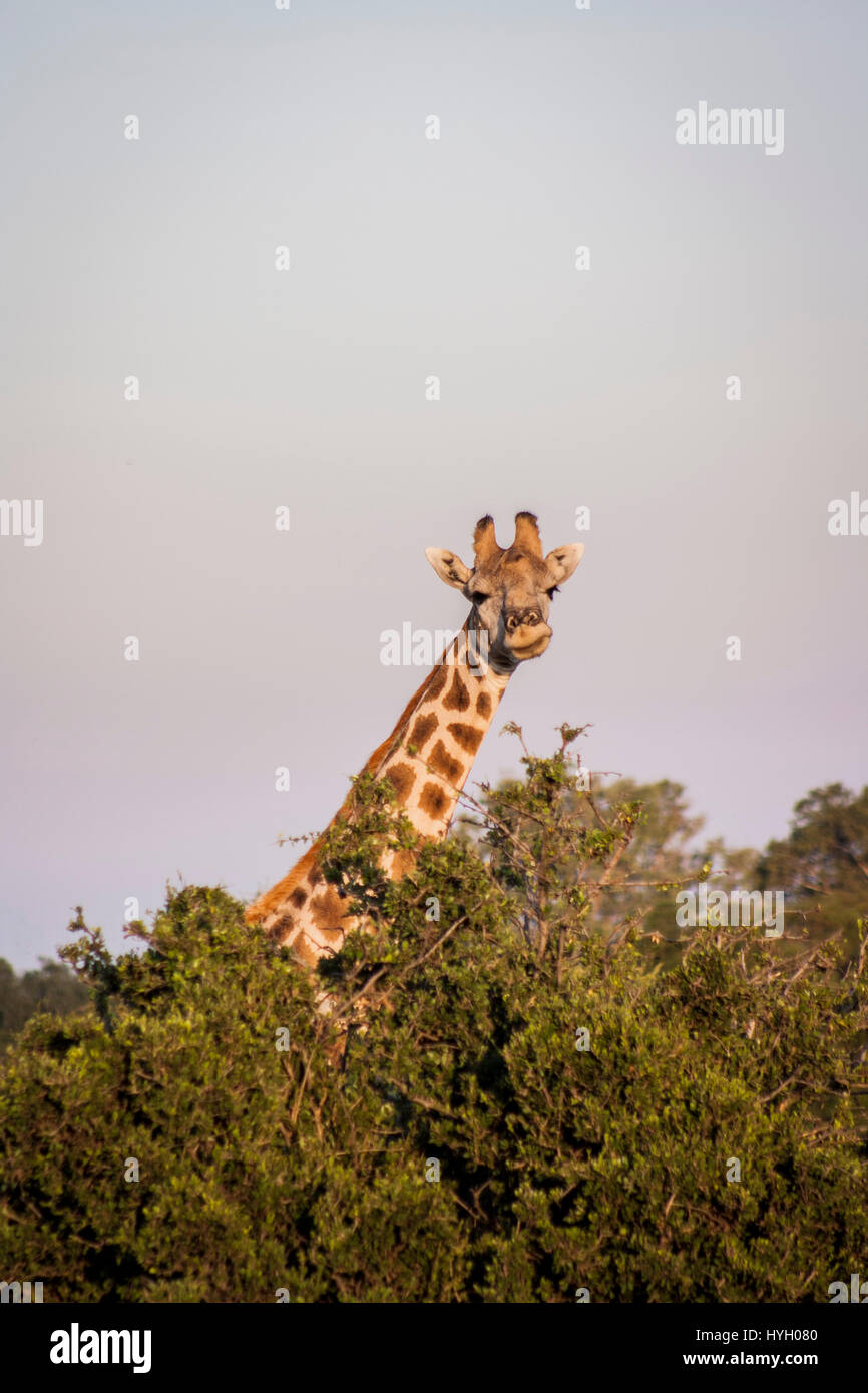 Game drive - safari animals in South-Africa Stock Photo - Alamy