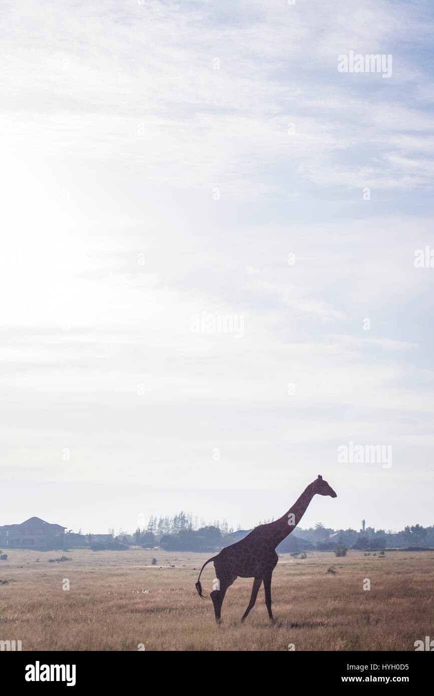 Game drive - safari animals in South-Africa Stock Photo - Alamy