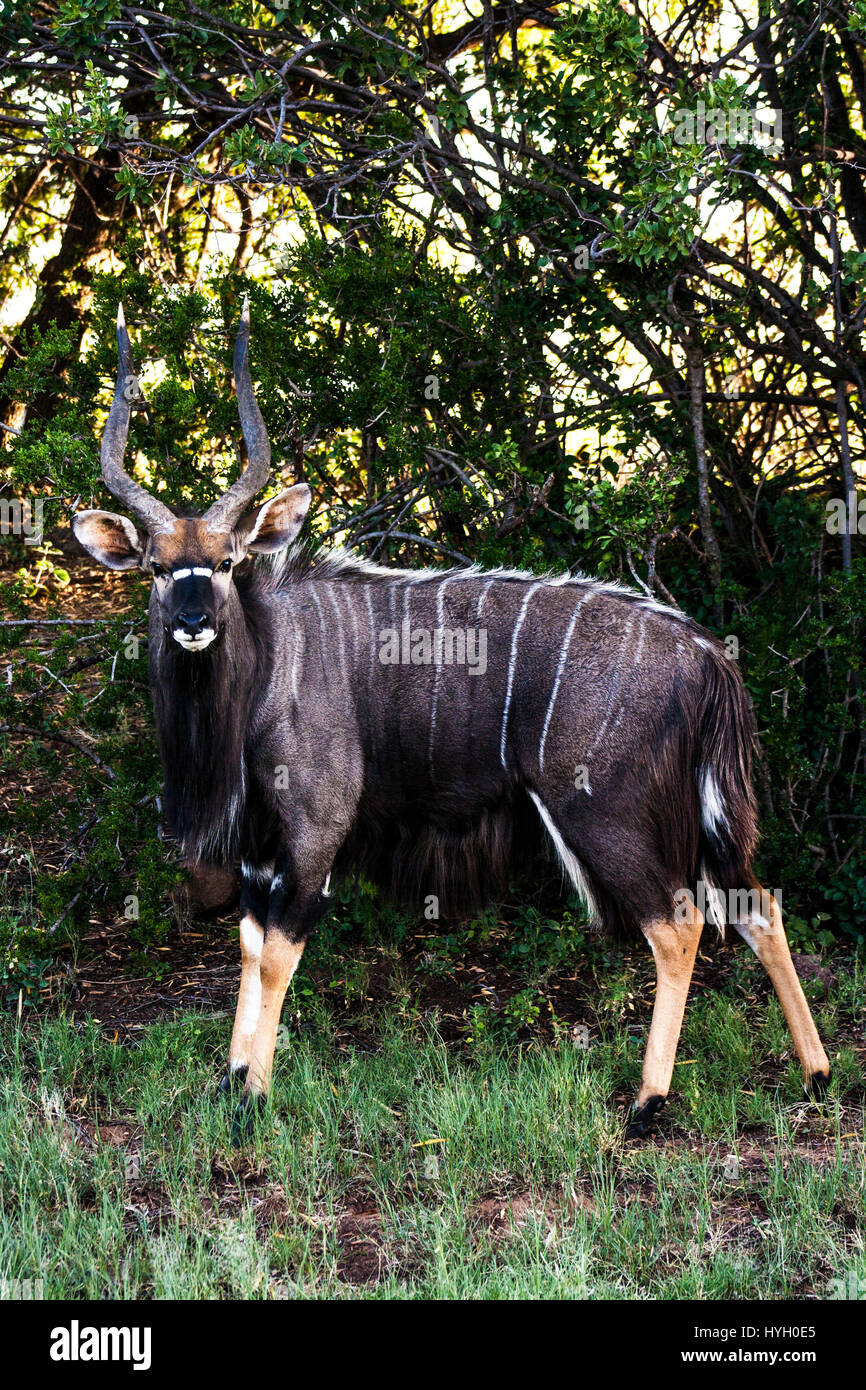 Game drive - safari animals in South-Africa Stock Photo - Alamy