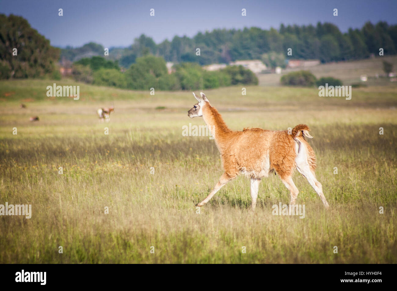 Game drive - safari animals in South-Africa Stock Photo - Alamy