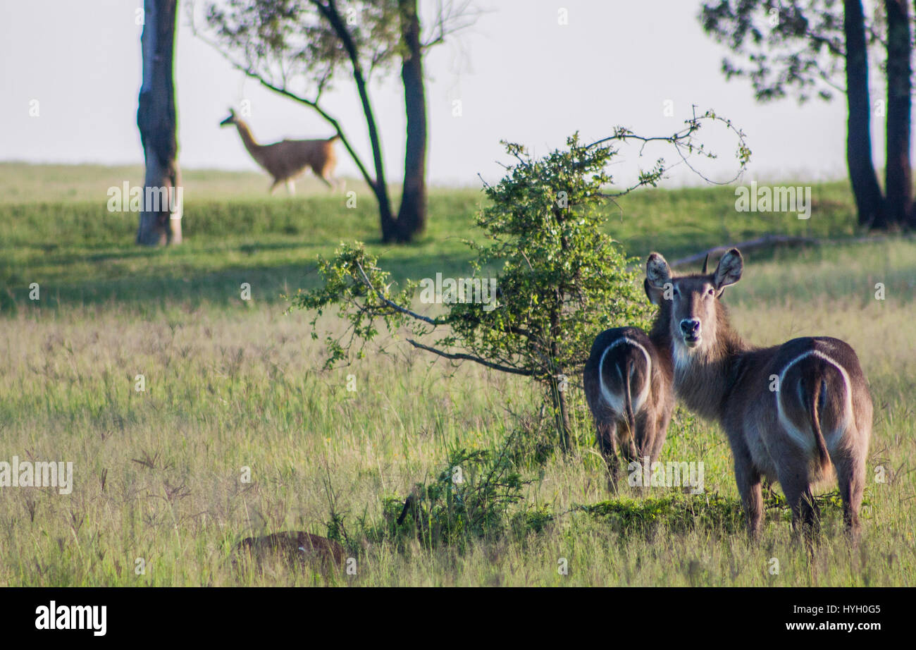 Game drive - safari animals in South-Africa Stock Photo - Alamy