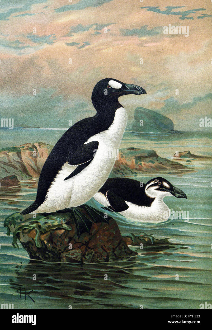Great auk hi-res stock photography and images - Alamy